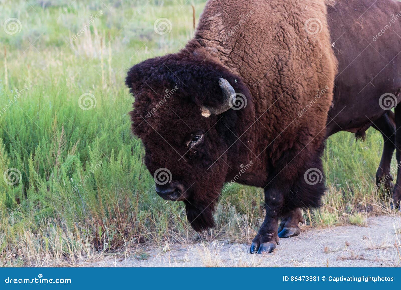 American Bison Walking Right Up Close Stock Image - Image of wildlife ...