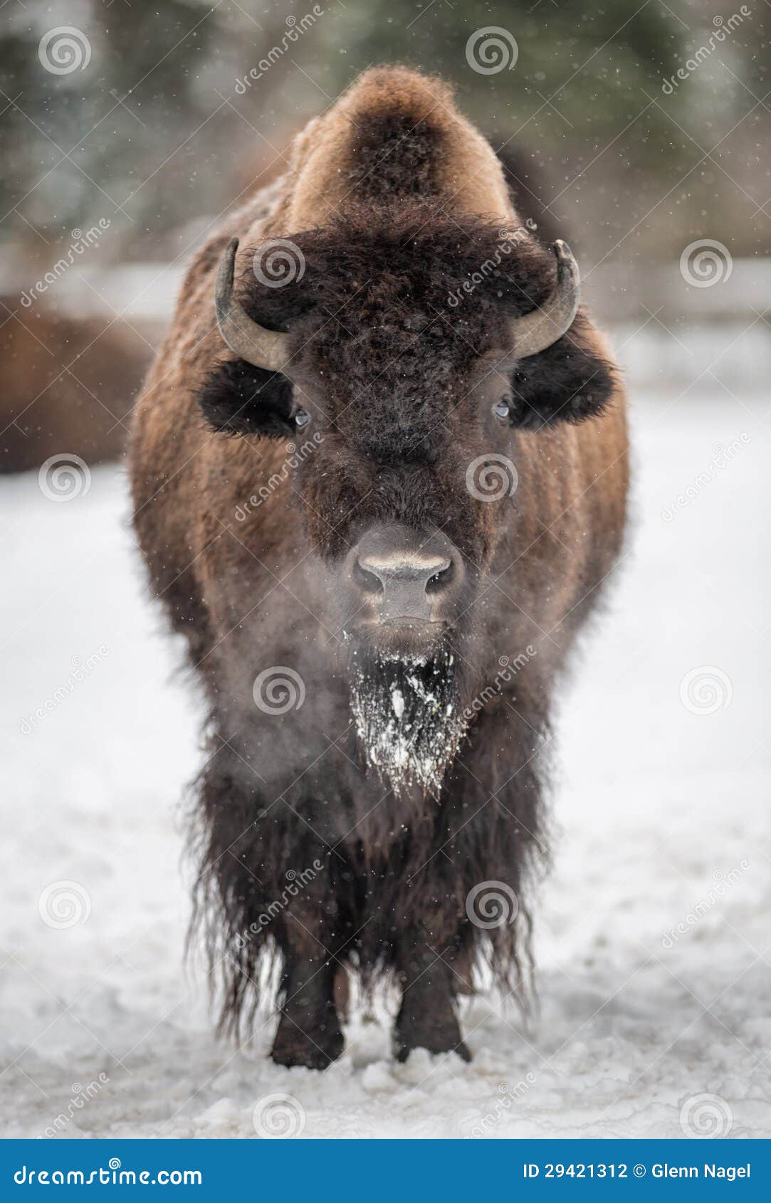 American Bison in the Winter Stock Photo - Image of cold, daytime: 29421312