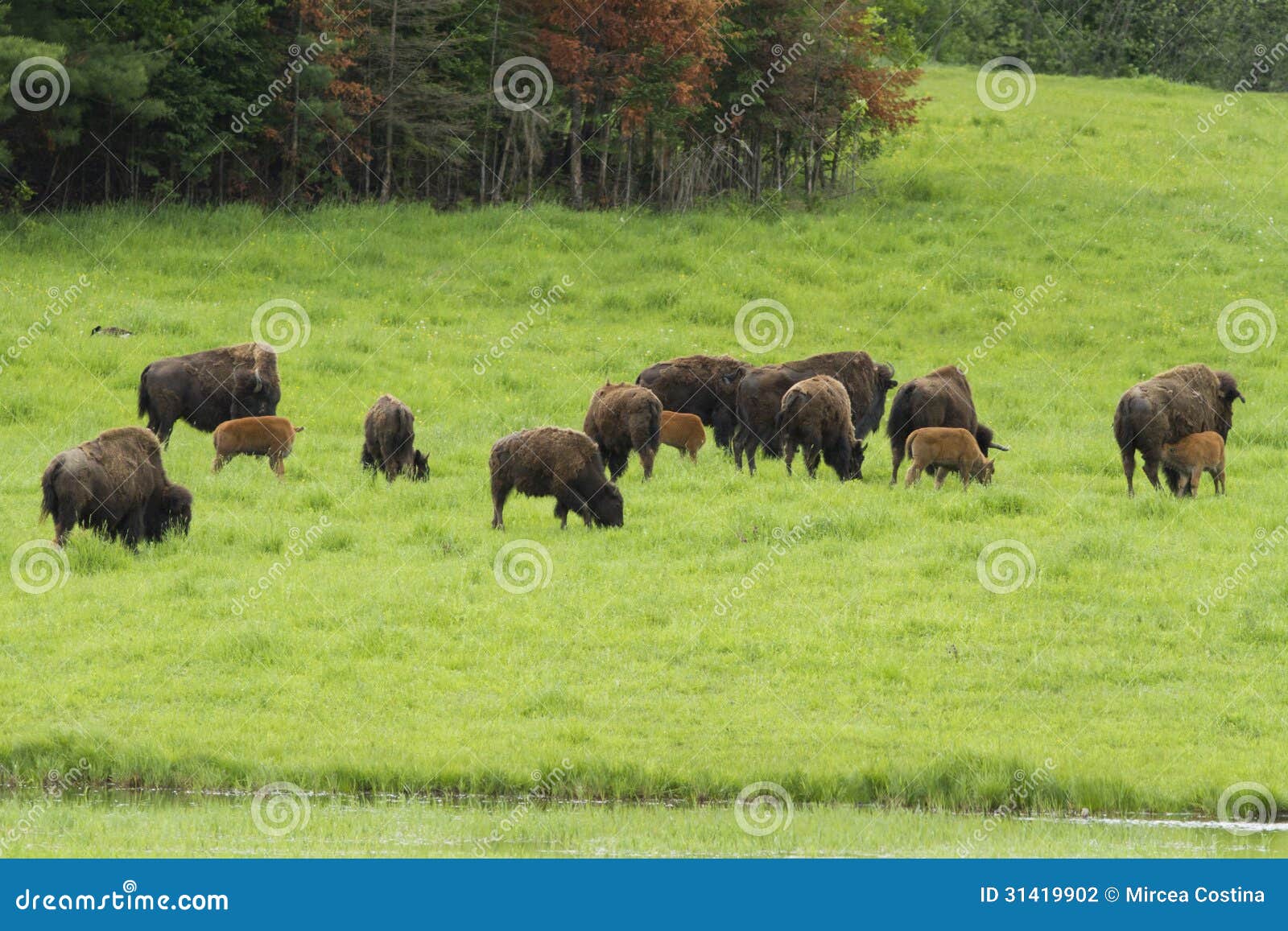 American bisons stock photo. Image of indians, fall, alfa - 31419902