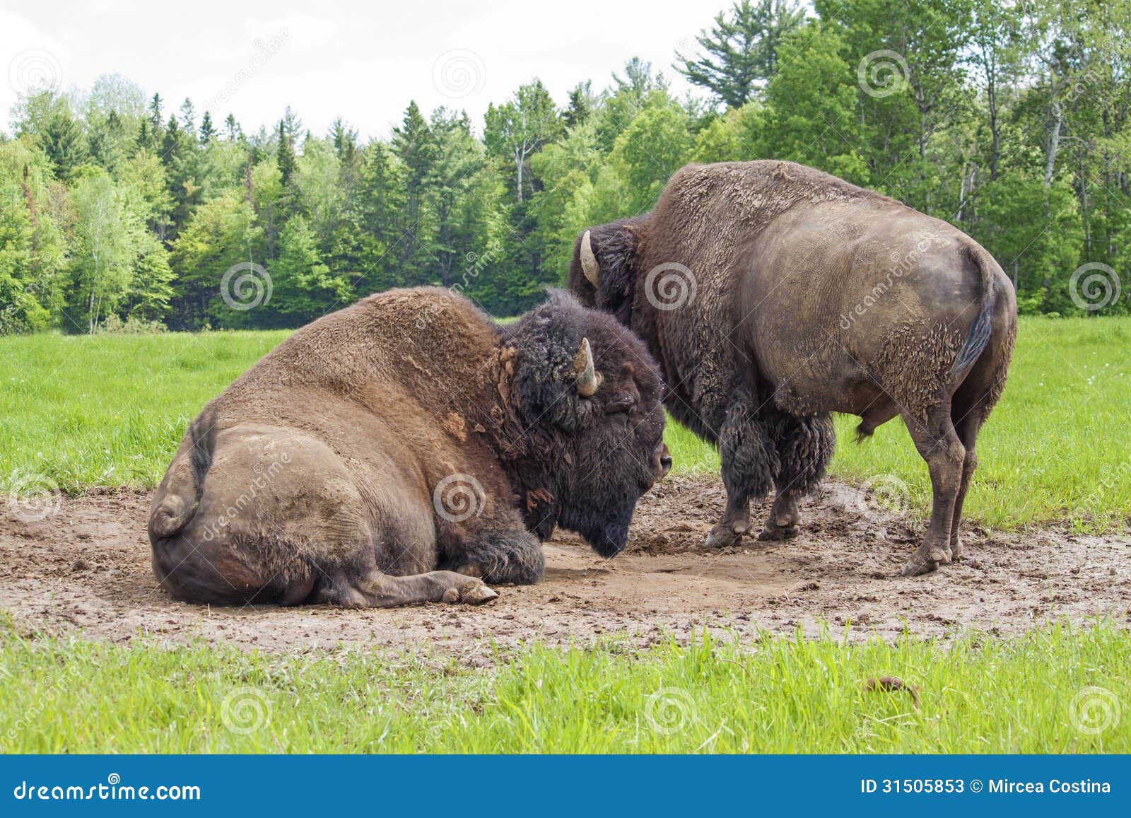 American bisons stock image. Image of grassing, autumn - 31505853