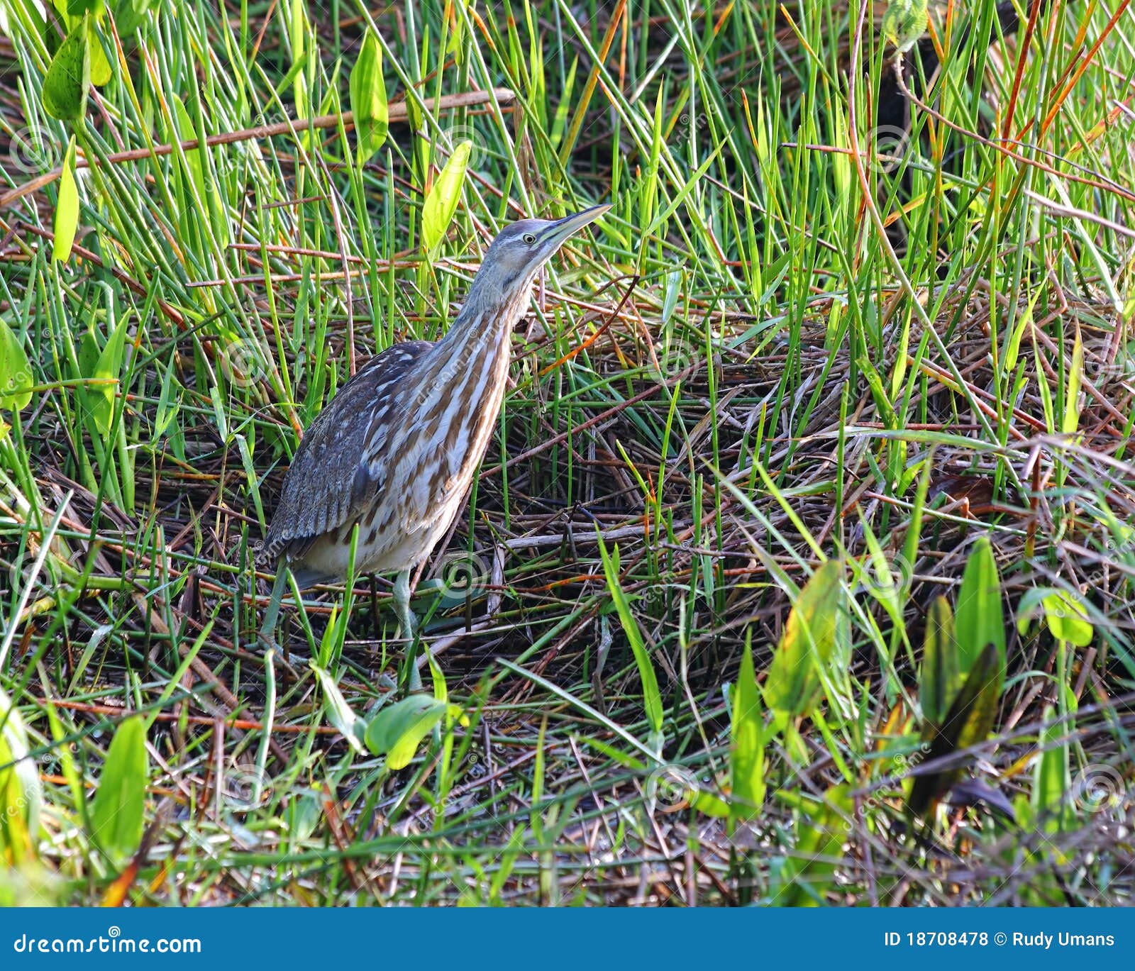 American Bittern - 1 stock photo. Image of agile, calm - 18708478