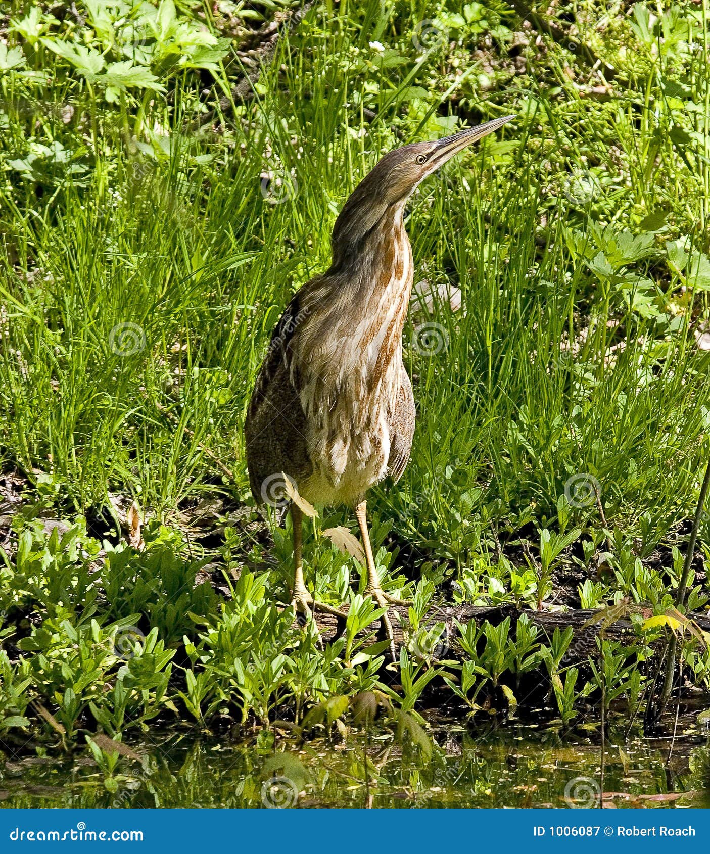 American Bittern stock image. Image of serene, green, bird - 1006087