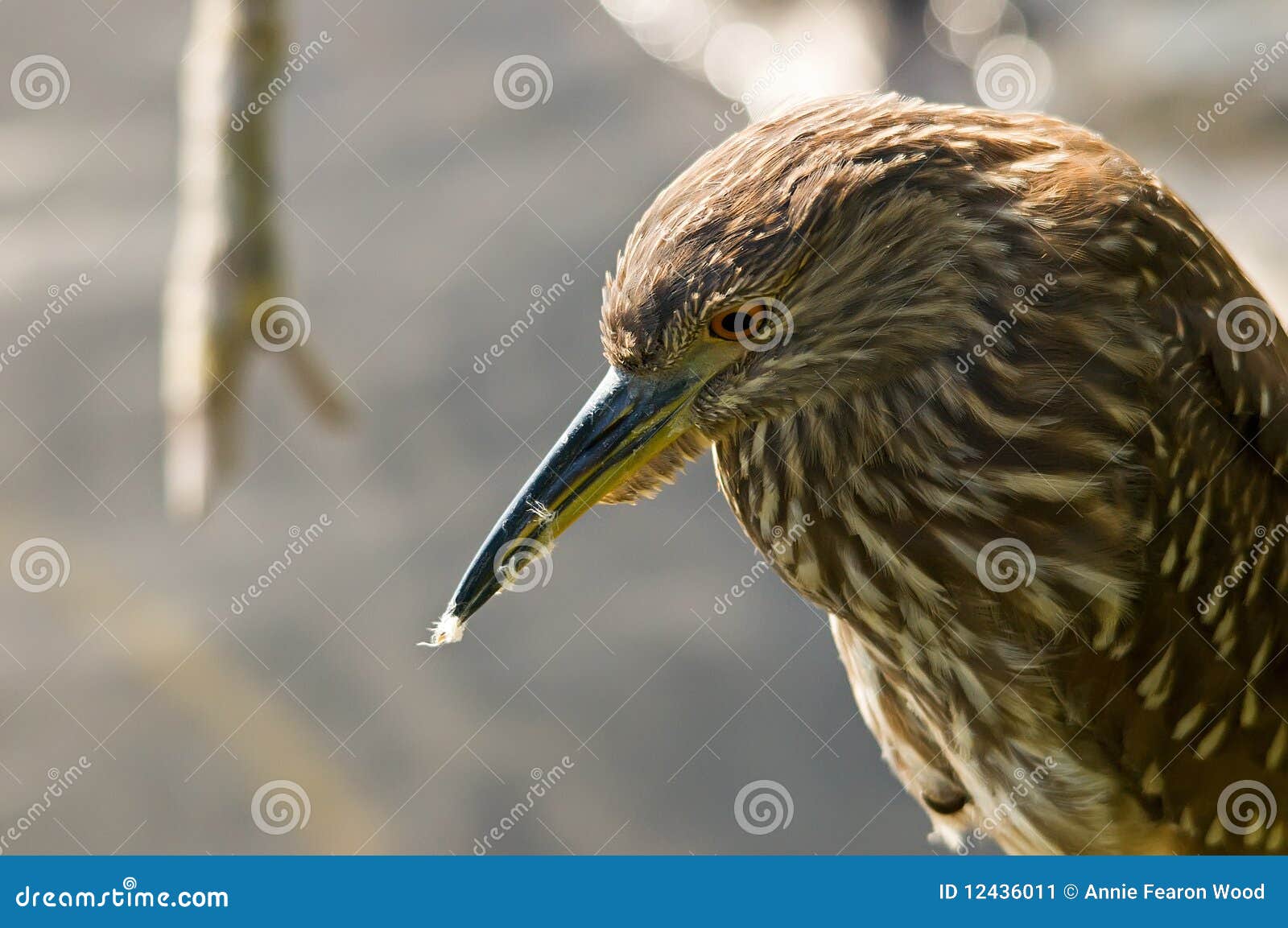 American Bittern Hiding In A Cattail Marsh - Florida Stock Image ...