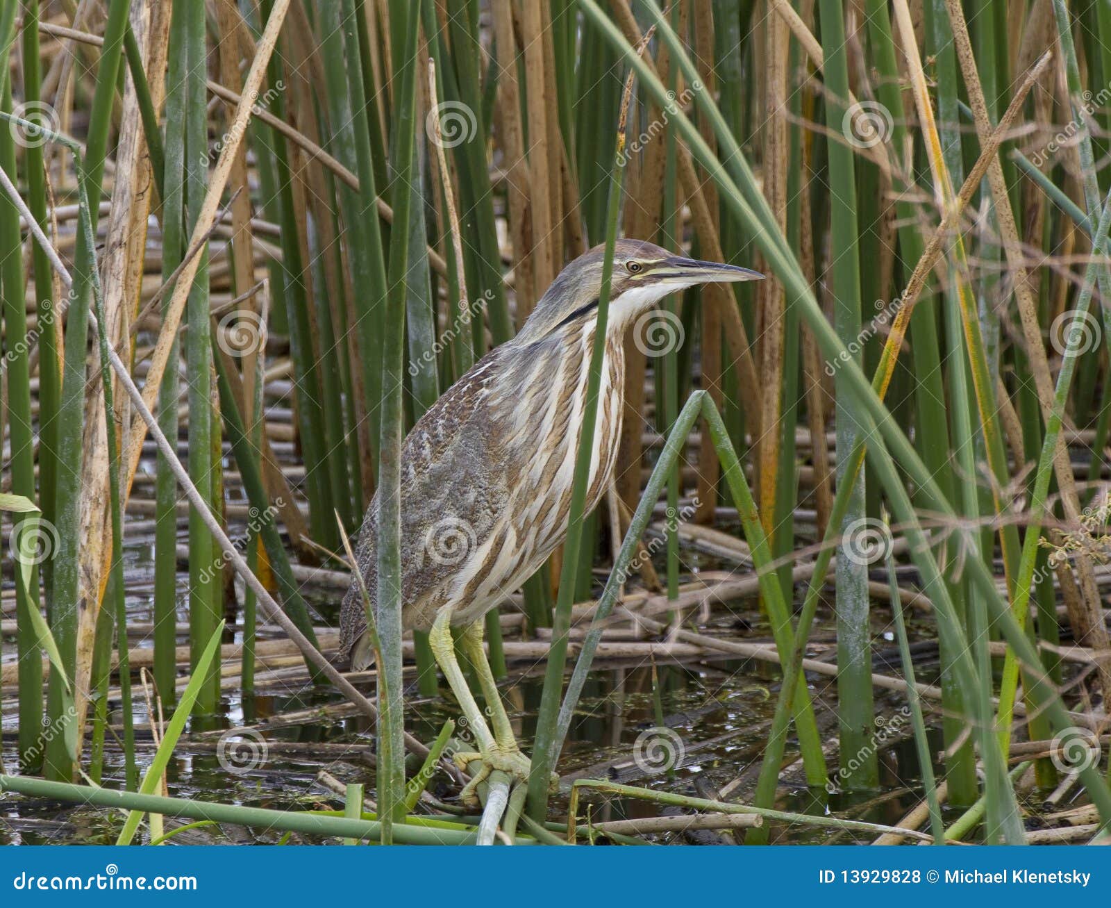 American Bittern stock photo. Image of bittern, fauna - 13929828