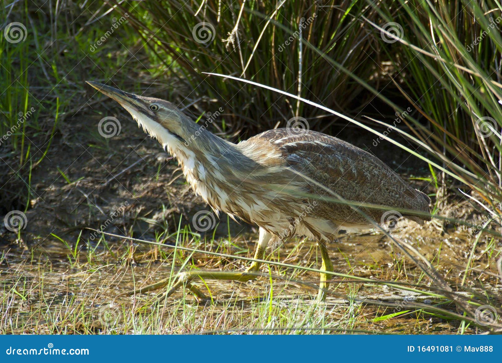 American Bittern stock image. Image of botaurus, water - 16491081