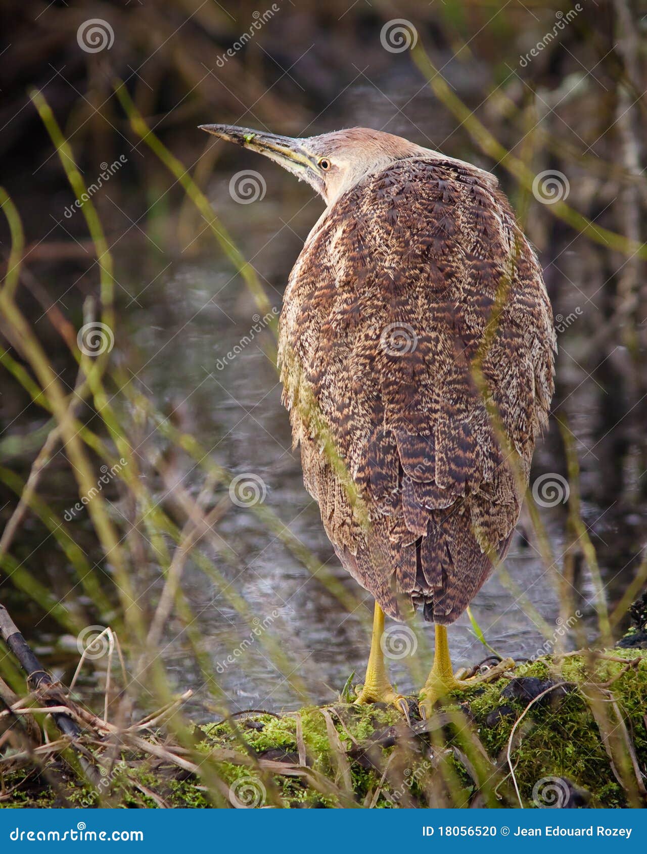 American Bittern Hiding In A Cattail Marsh - Florida Stock Image ...