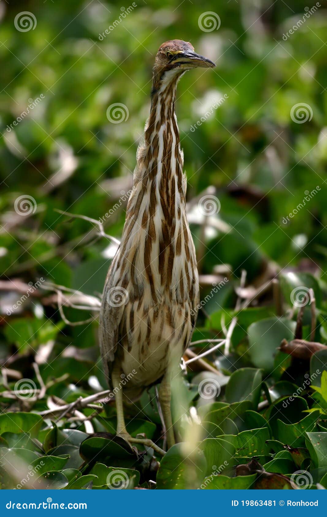 American Bittern stock image. Image of camouflage, avian - 19863481