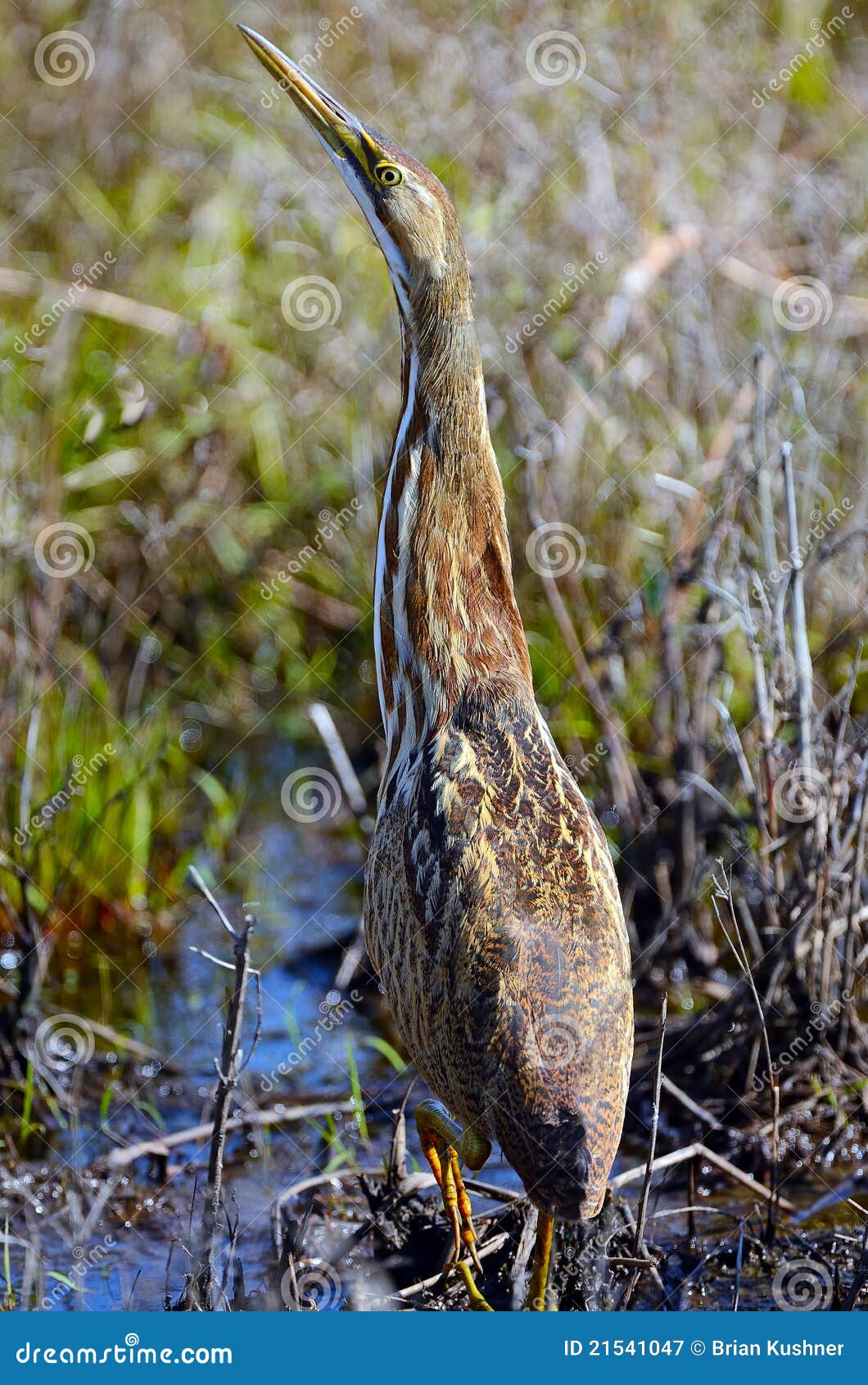 American Bittern stock image. Image of bittern, shore - 21541047