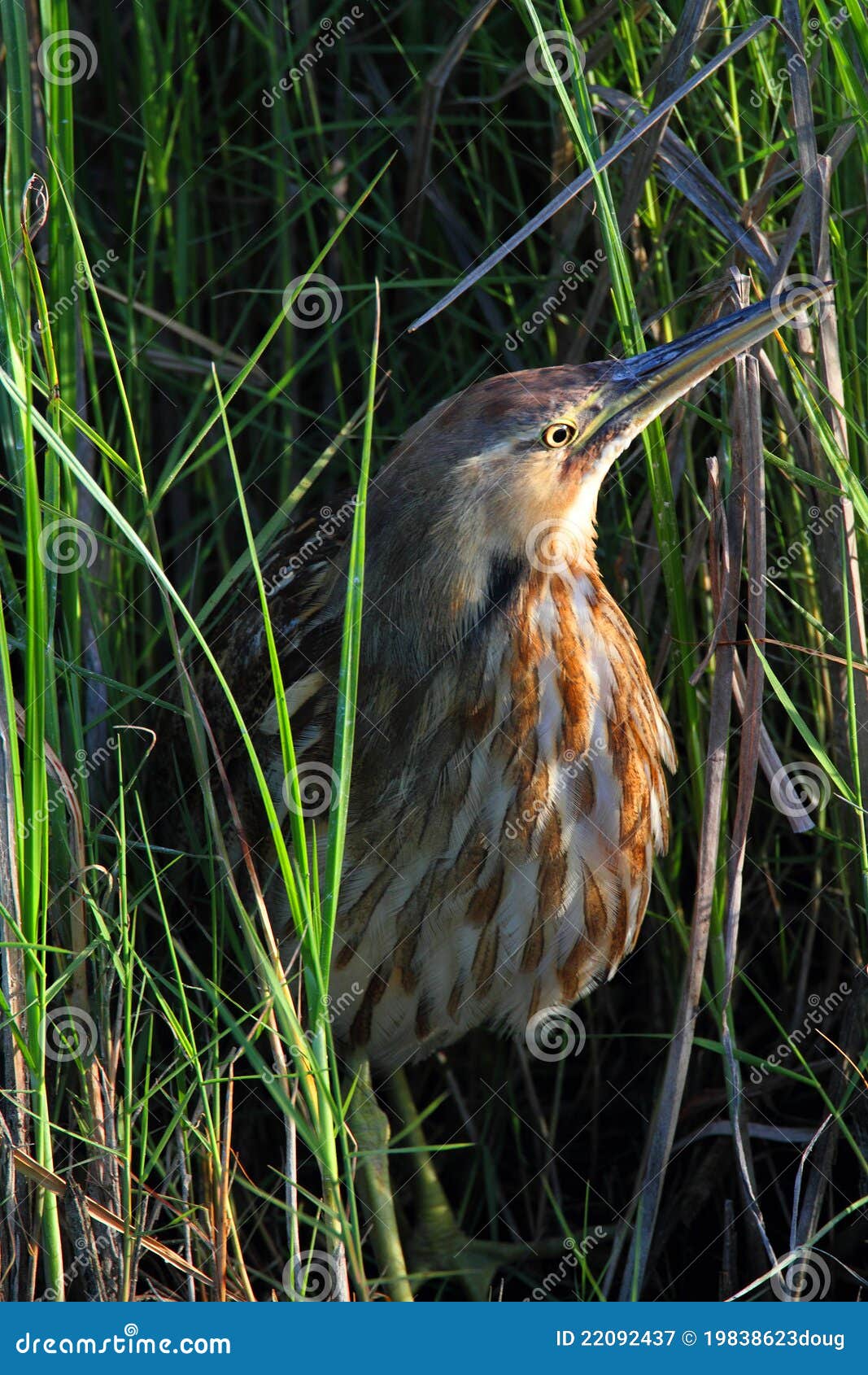 American Bittern stock image. Image of beak, wild, wildlife - 22092437