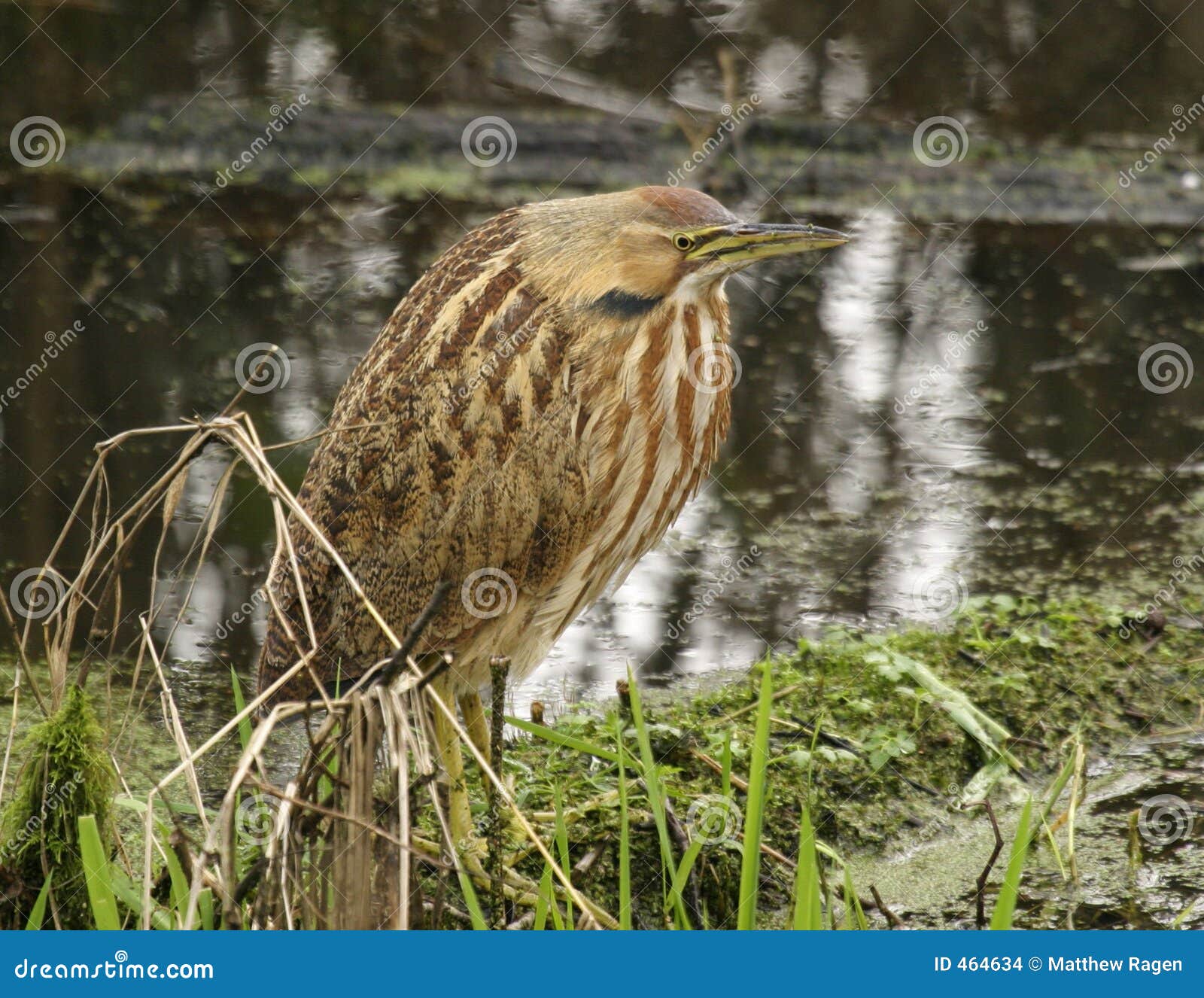 American Bittern Hiding In A Cattail Marsh - Florida Stock Image ...