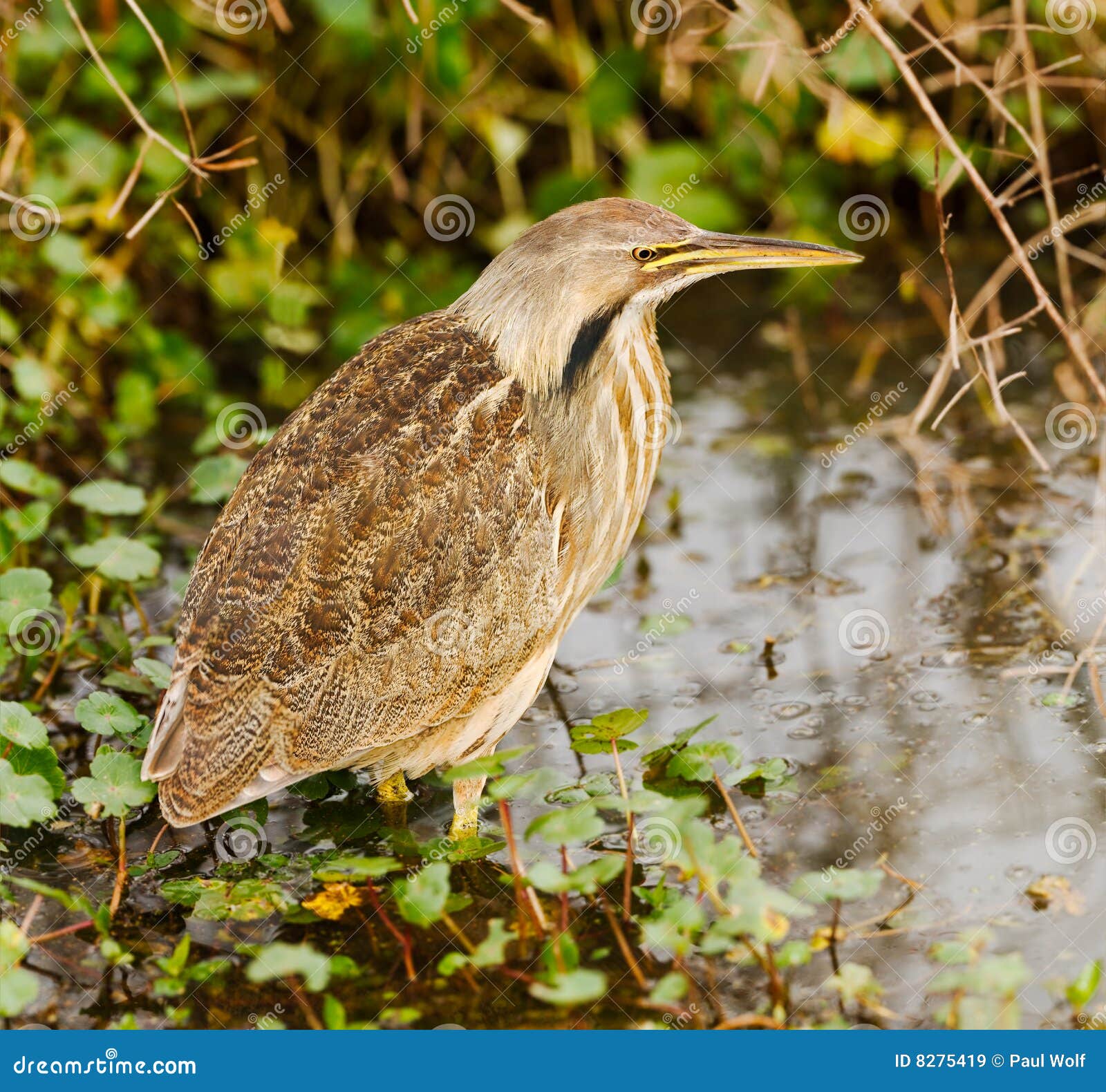 American Bittern stock image. Image of feathers, predator - 8275419