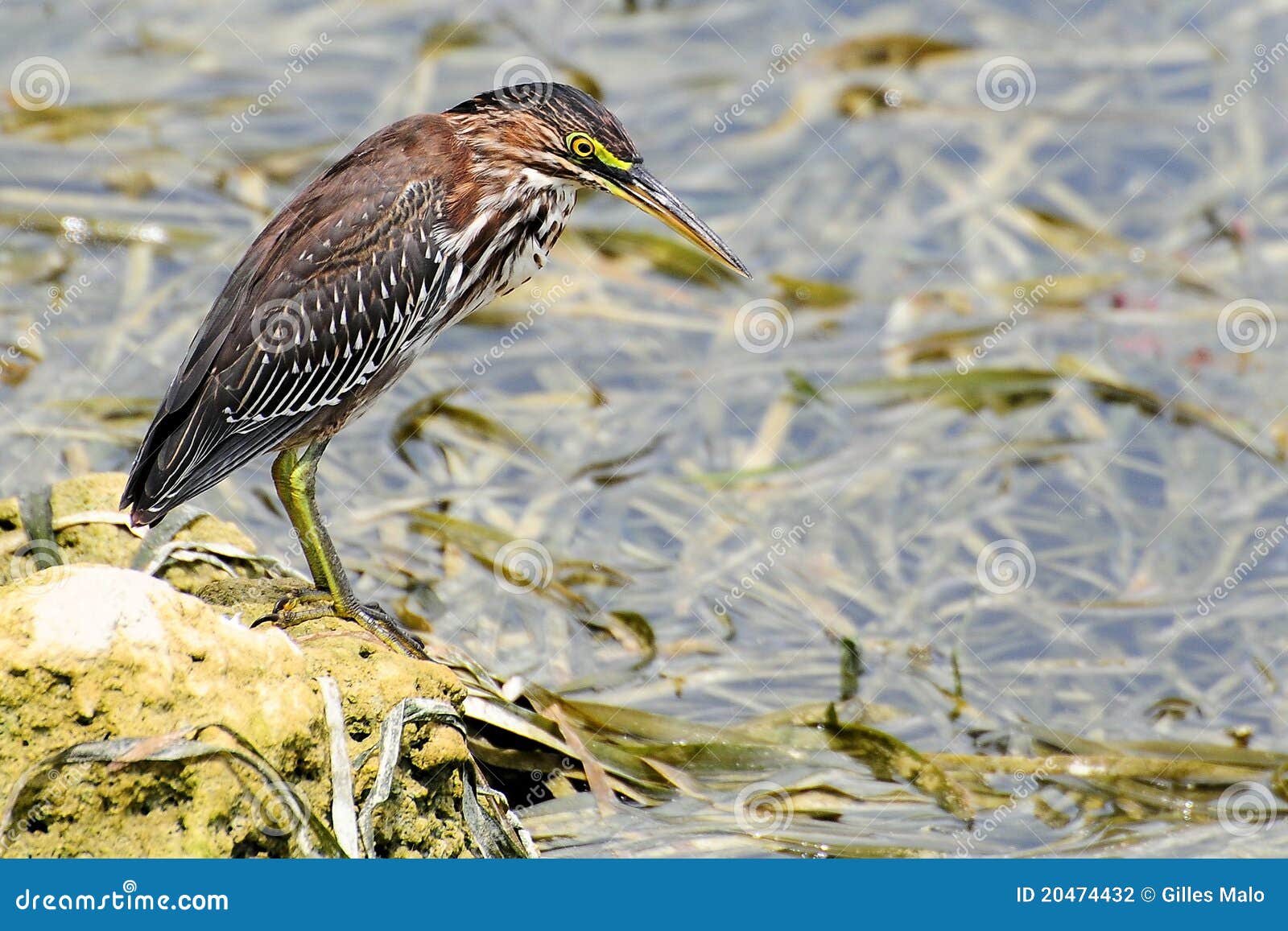 American Bittern Bird stock photo. Image of beak, feathers - 20474432