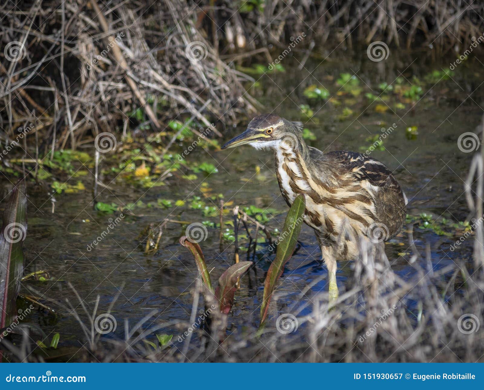 American Bittern Bird Fishing Stock Image - Image of brown, dense ...