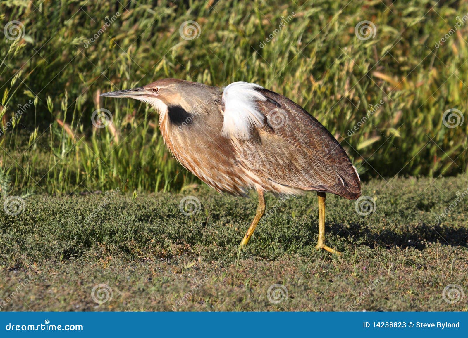 American Bittern
