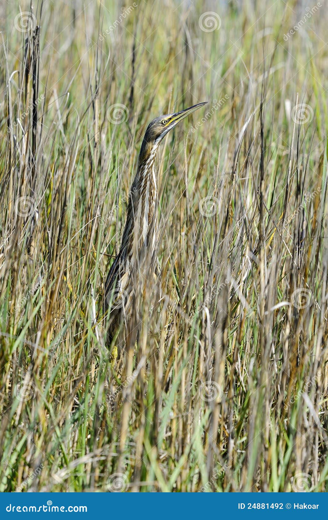 American Bittern, Botaurus Lentiginosus Stock Photo - Image of brown ...
