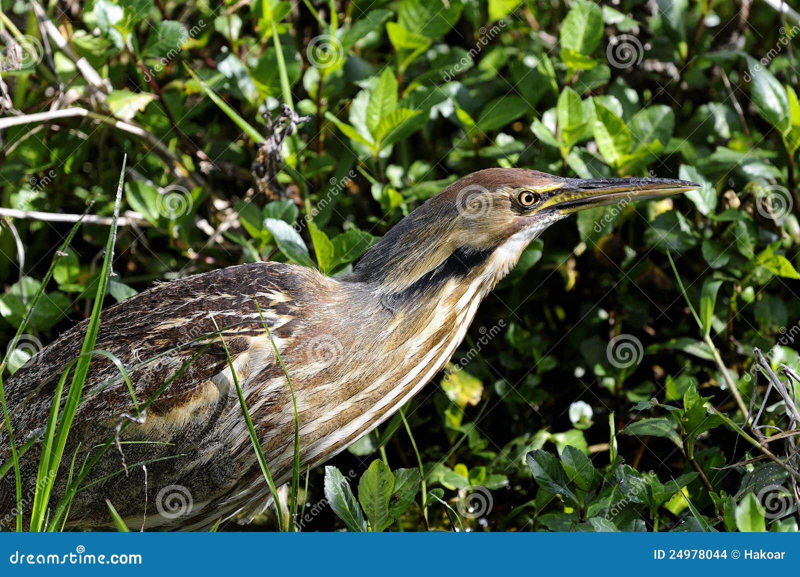 American Bittern Hiding In A Cattail Marsh - Florida Stock Image ...