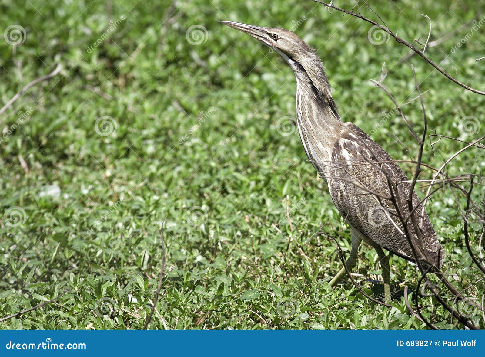 American Bittern (Botaurus Lentiginosus) Stock Image - Image of wading ...