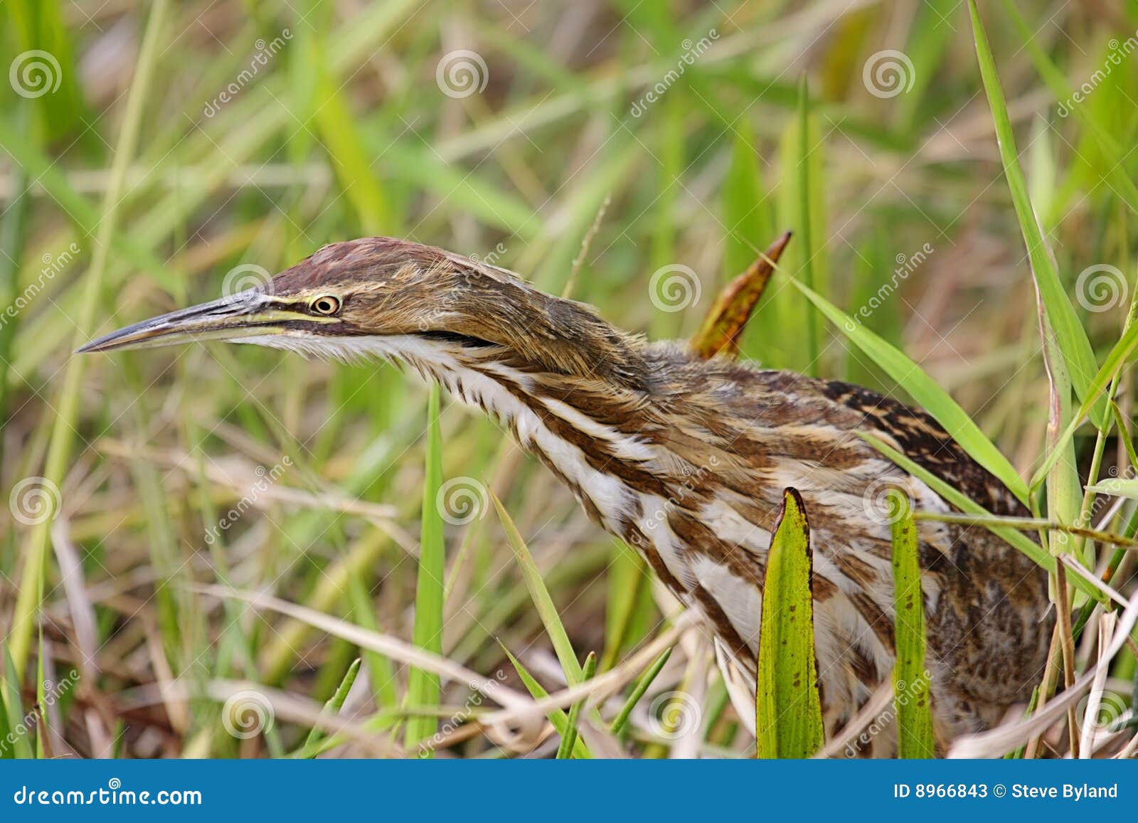 American Bittern (Botaurus Lentiginosus) Stock Image - Image of wild ...