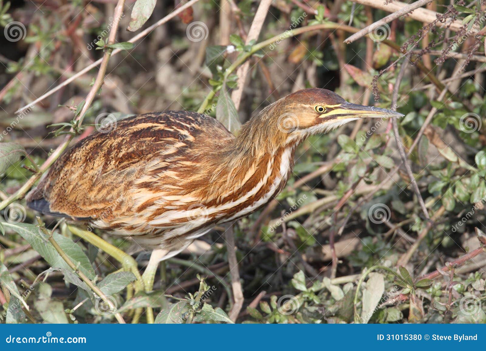 American Bittern (Botaurus Lentiginosus) Stock Photo - Image of ...