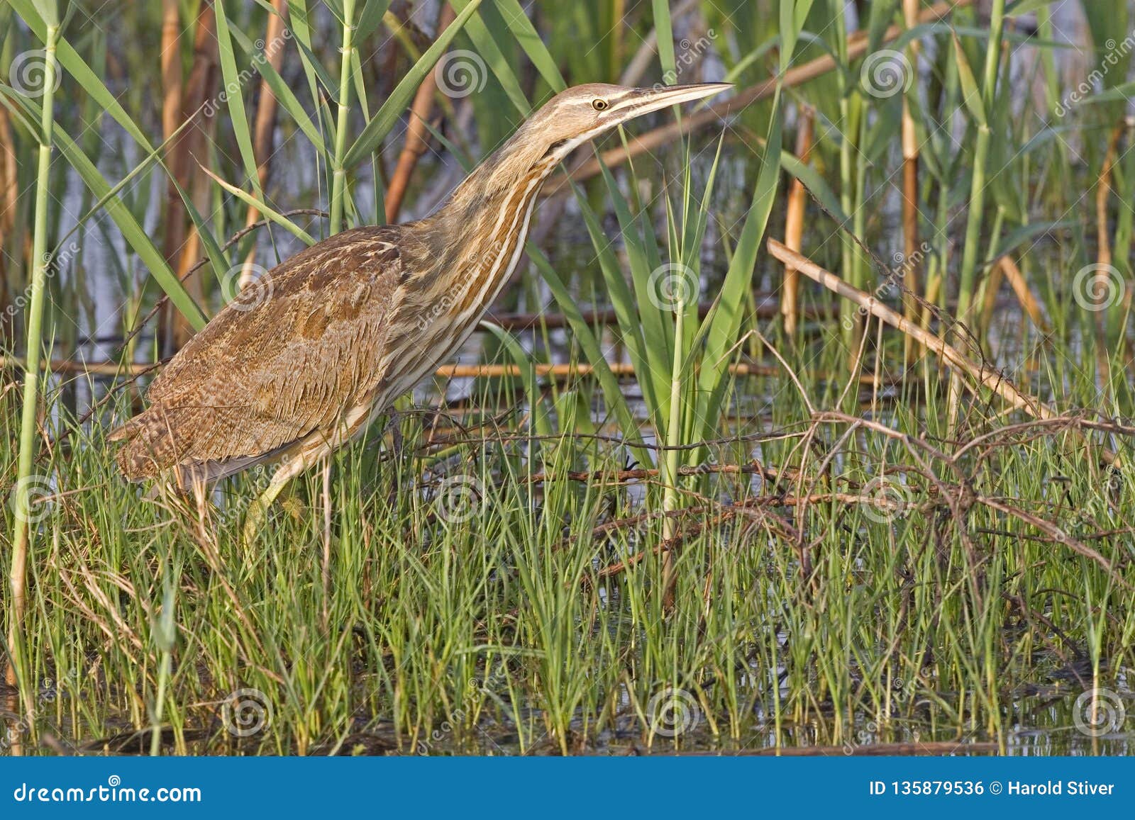 American Bittern, Botaurus Lentiginosus in Reeds Stock Photo - Image of ...