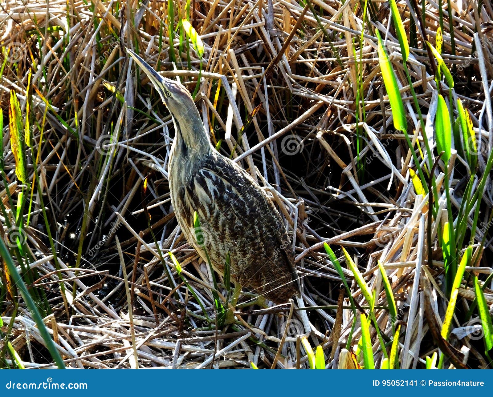 American Bittern Botaurus Lentiginosus Stock Image - Image of looking ...