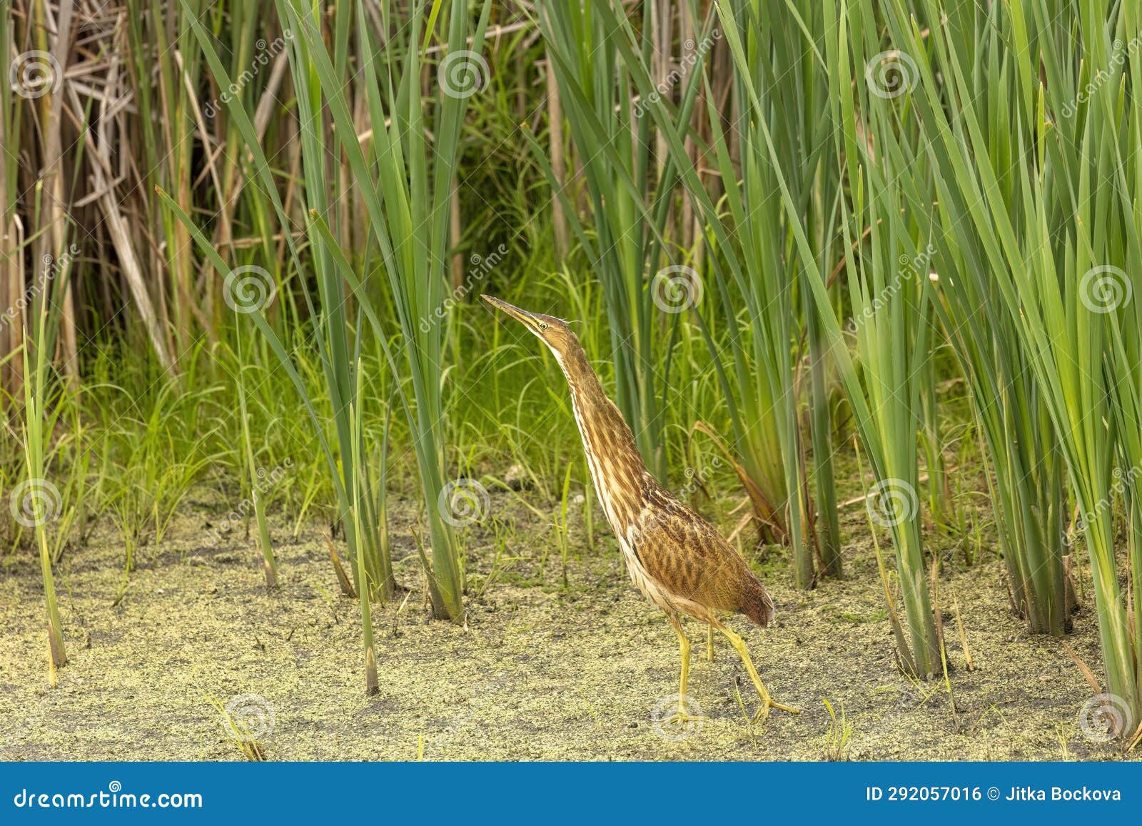 The American Bittern (Botaurus Lentiginosus). Stock Photo - Image of ...