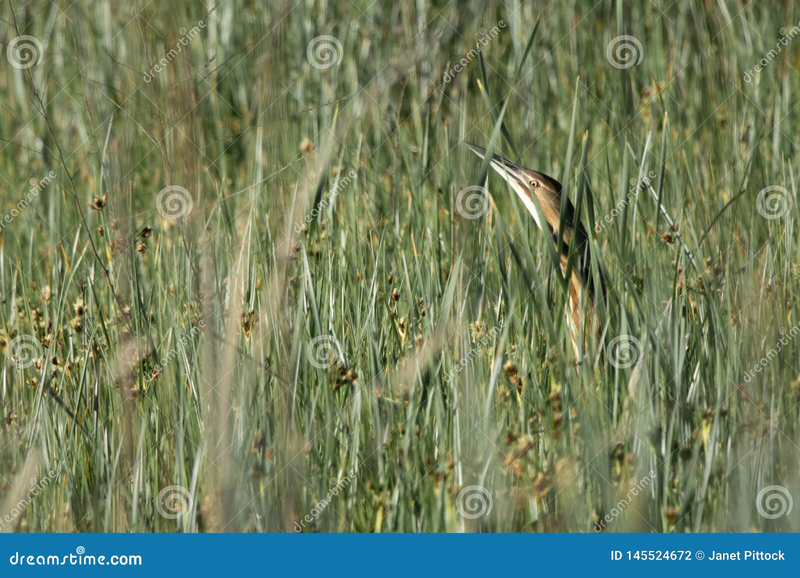 American Bittern Classic Pose Amongst Reeds Stock Photo - Image of bird ...