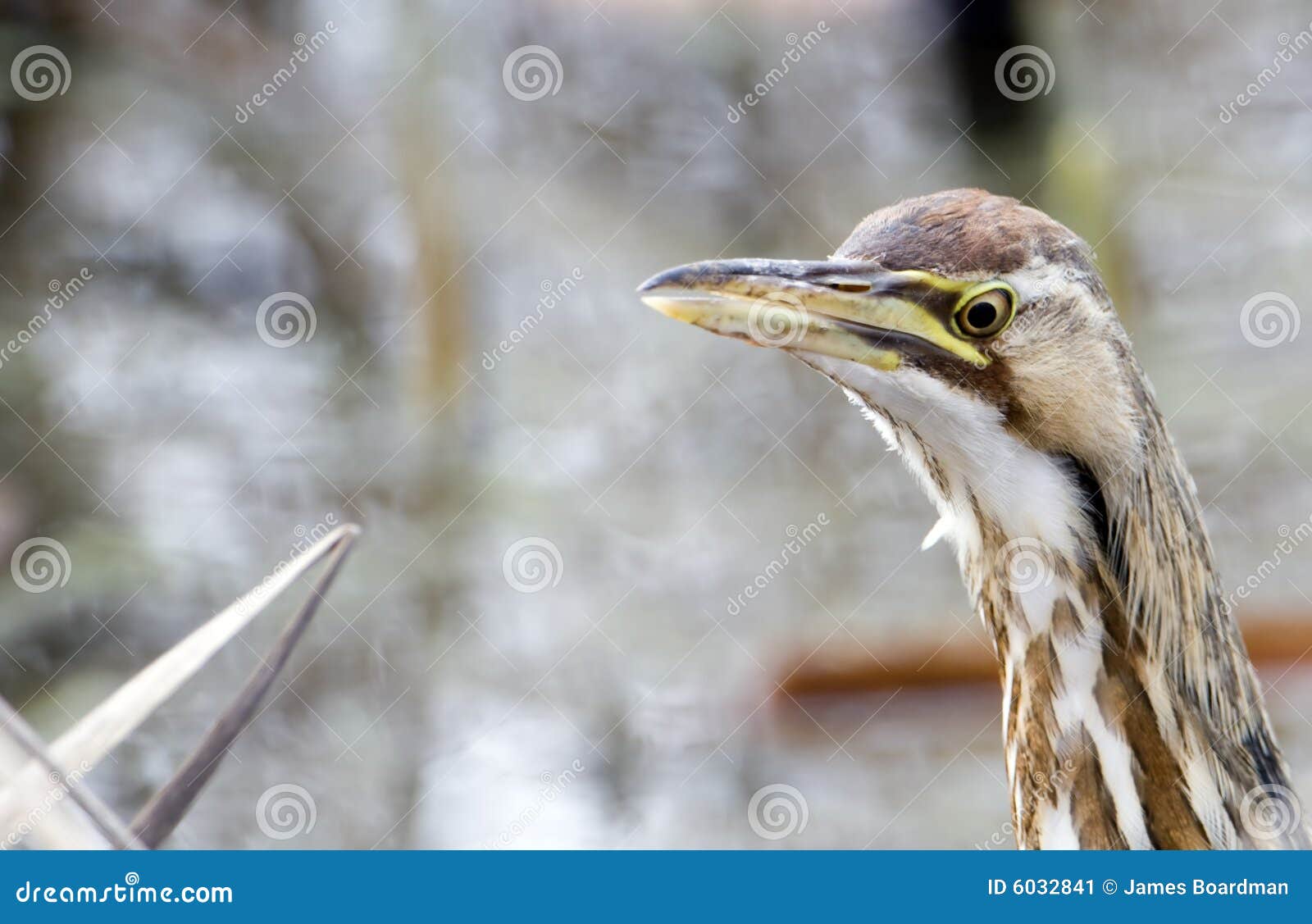 American Bittern Head Shot 2 Stock Image - Image of birds, bittern: 6032841