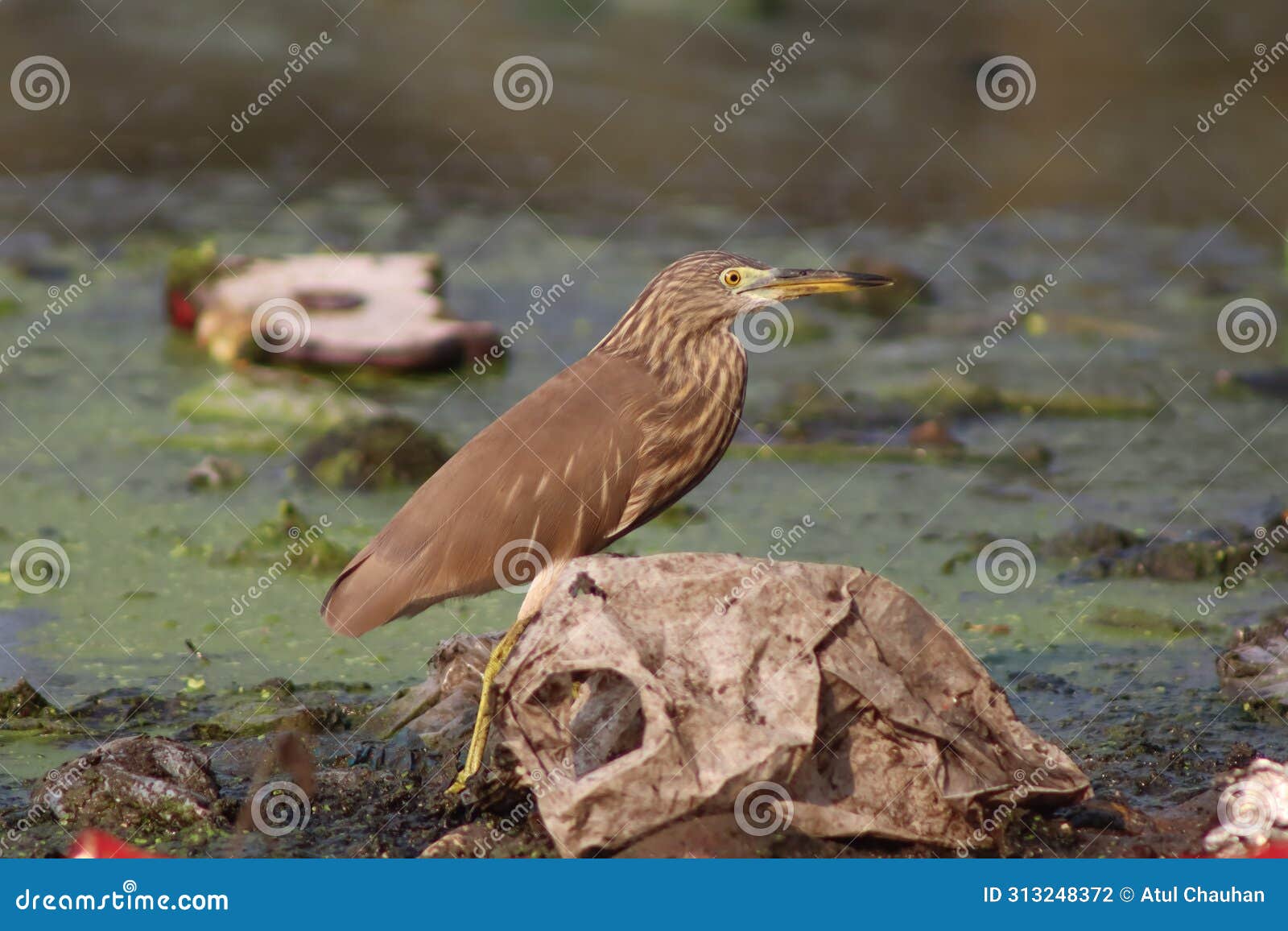 American Bittern Heron Bird Standing in the Water and There is Garbage ...