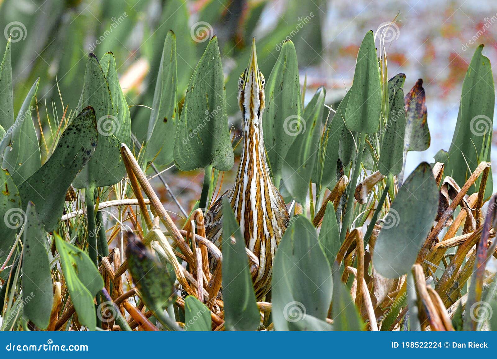 American Bittern Hiding in Pickerel Weed Stock Photo - Image of ...