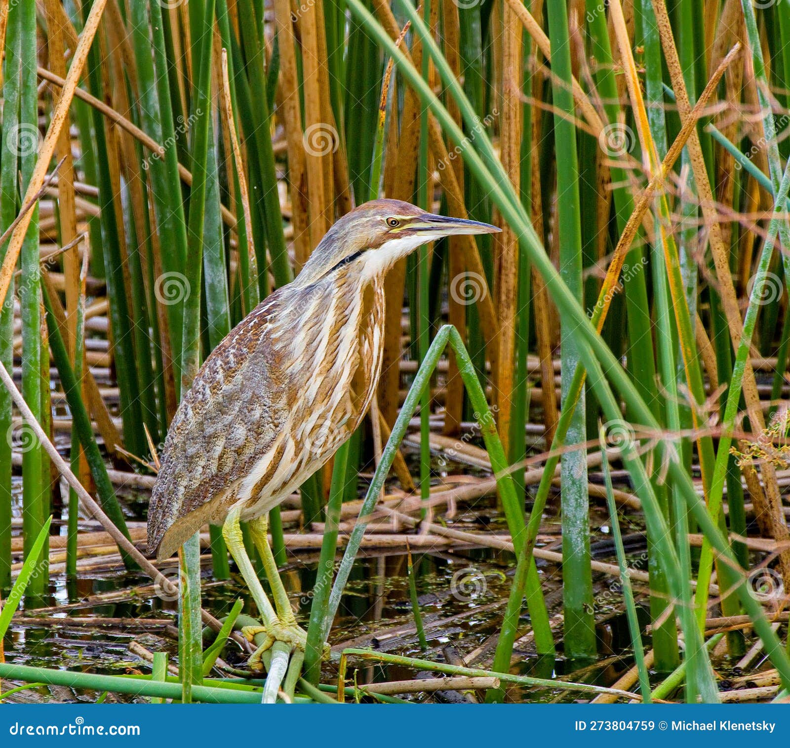American Bittern stock image. Image of animal, american - 273804759