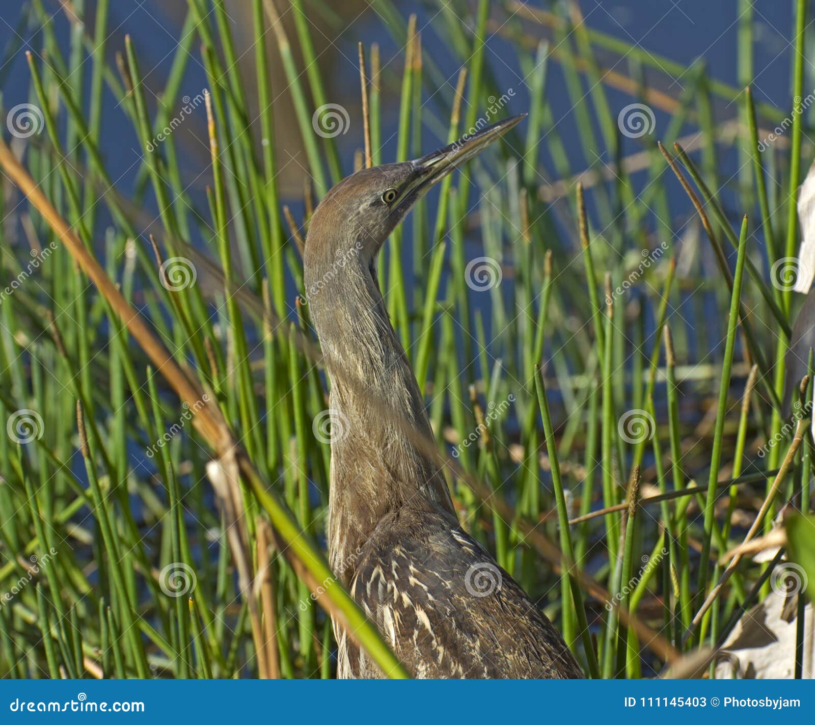 An American Bittern stock image. Image of marsh, focus - 111145403