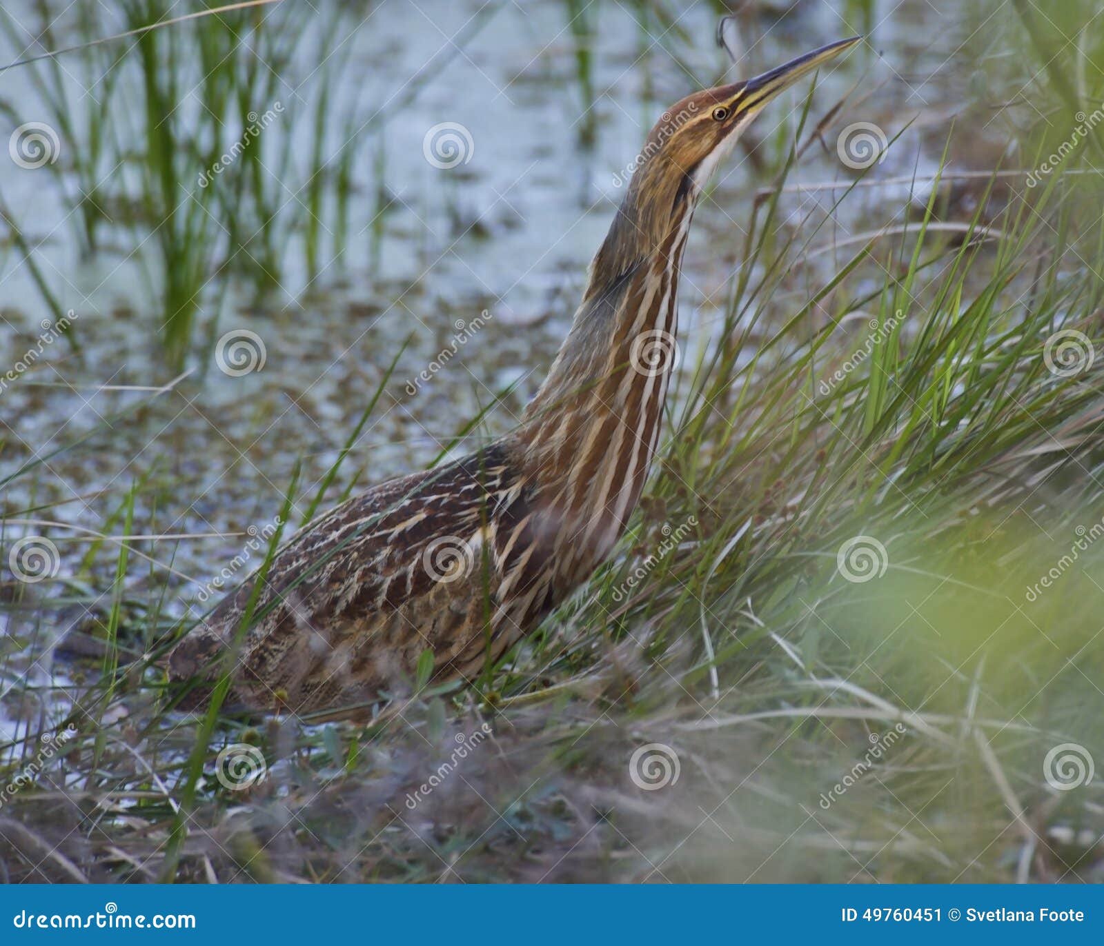 American Bittern Hiding In A Cattail Marsh - Florida Stock Image ...