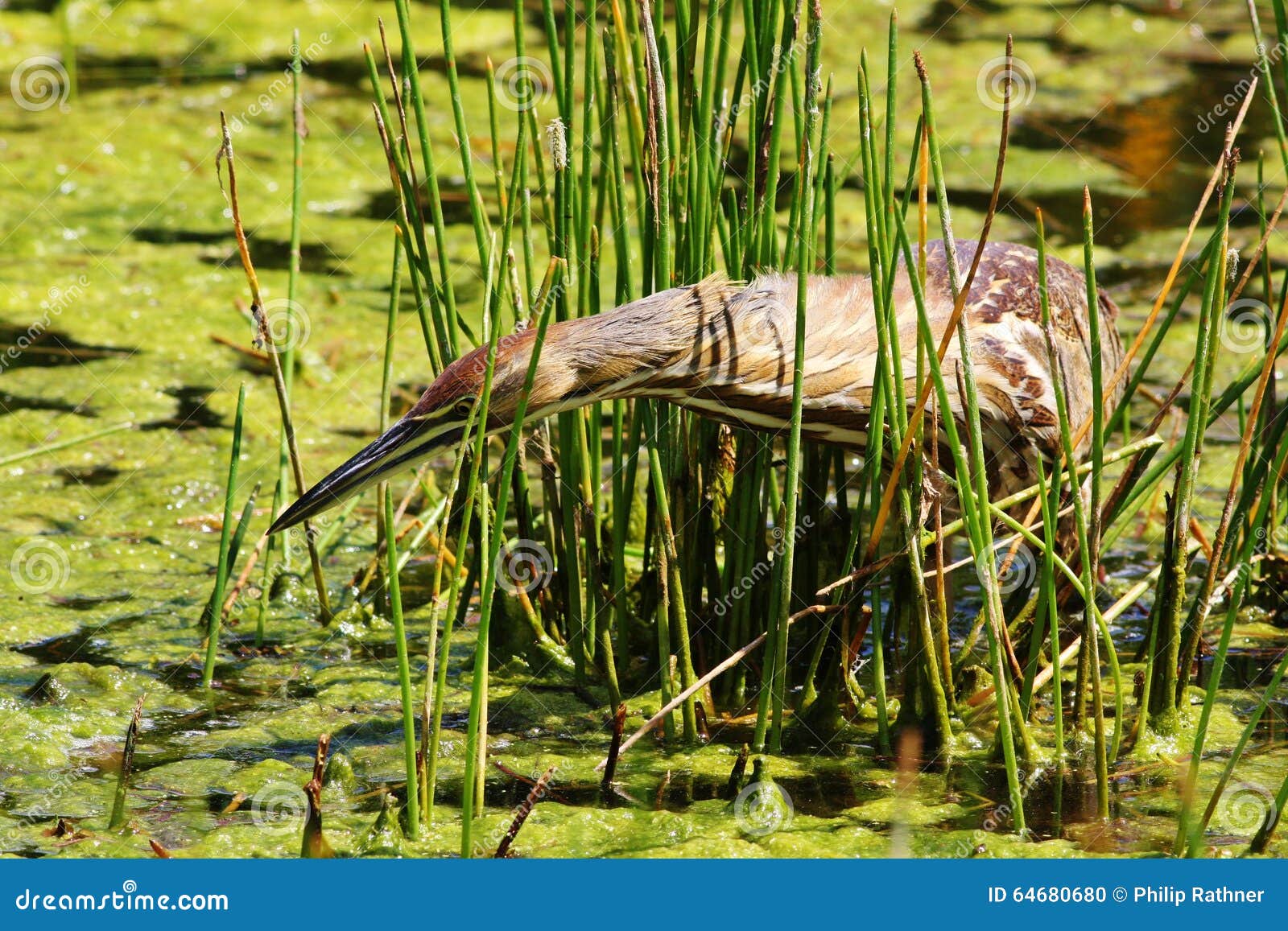 American bittern stock photo. Image of afternoon, bittern - 64680680