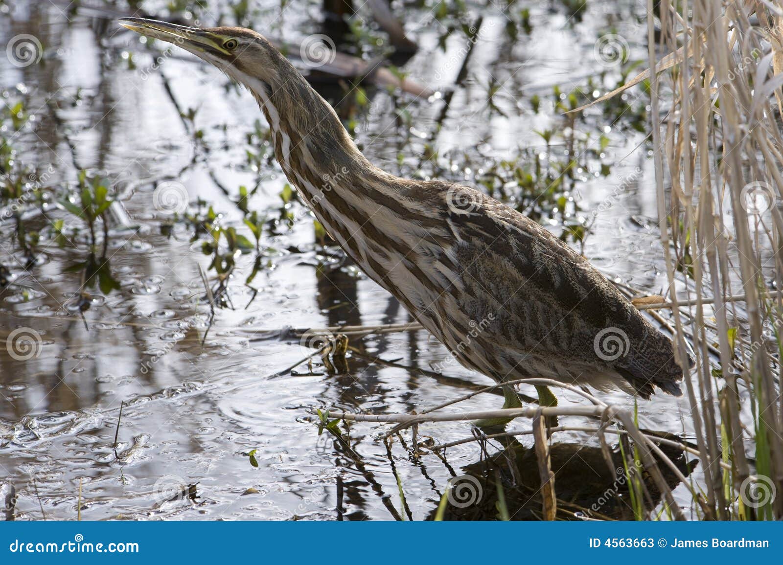 American Bittern Hiding In A Cattail Marsh - Florida Stock Image ...