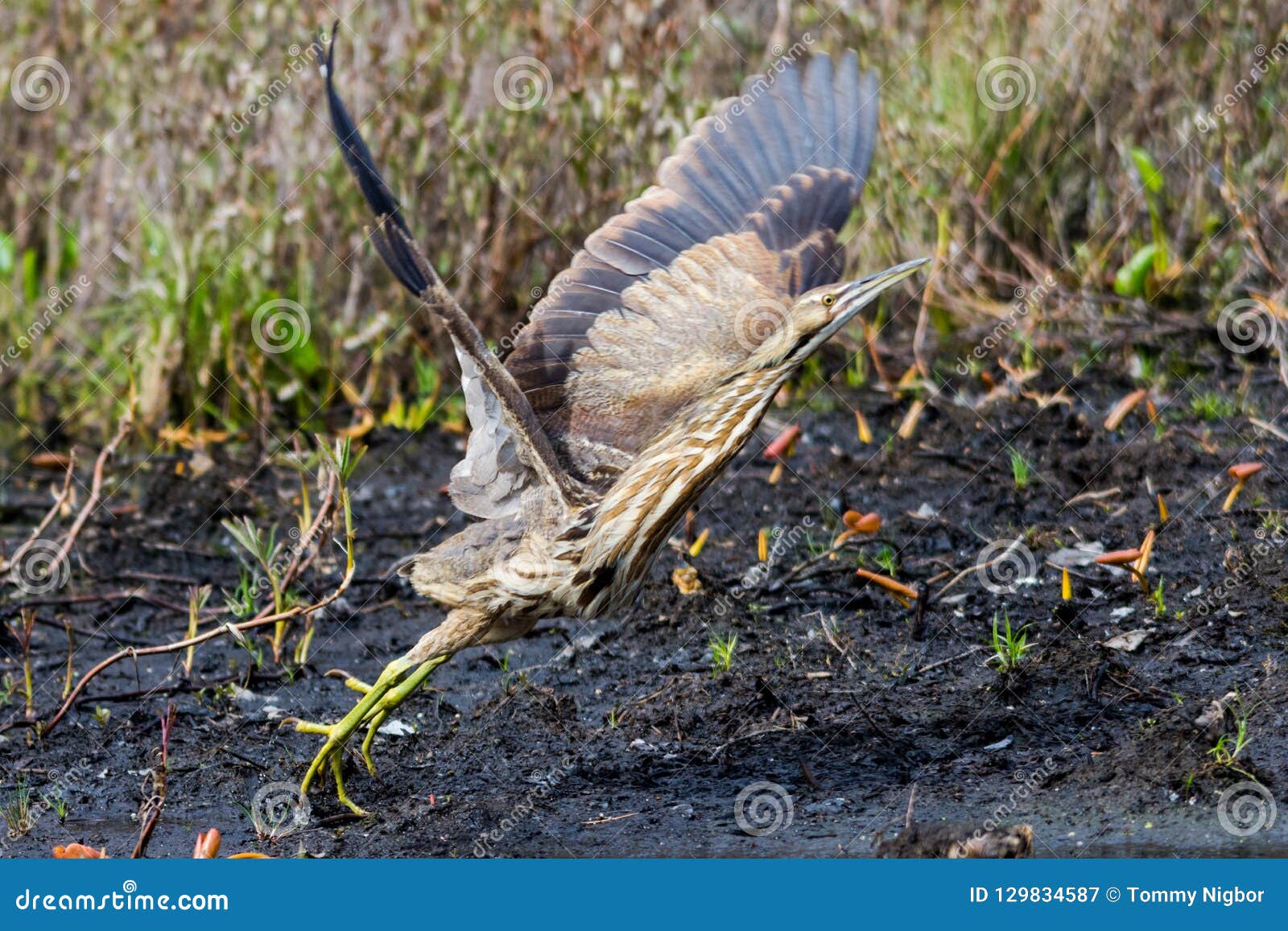 American Bittern in Spring Taking Off for Flight Stock Image - Image of ...