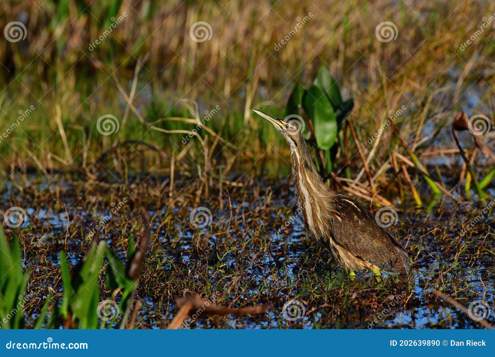 American Bittern in Wet Marsh Stock Photo - Image of marsh, american ...