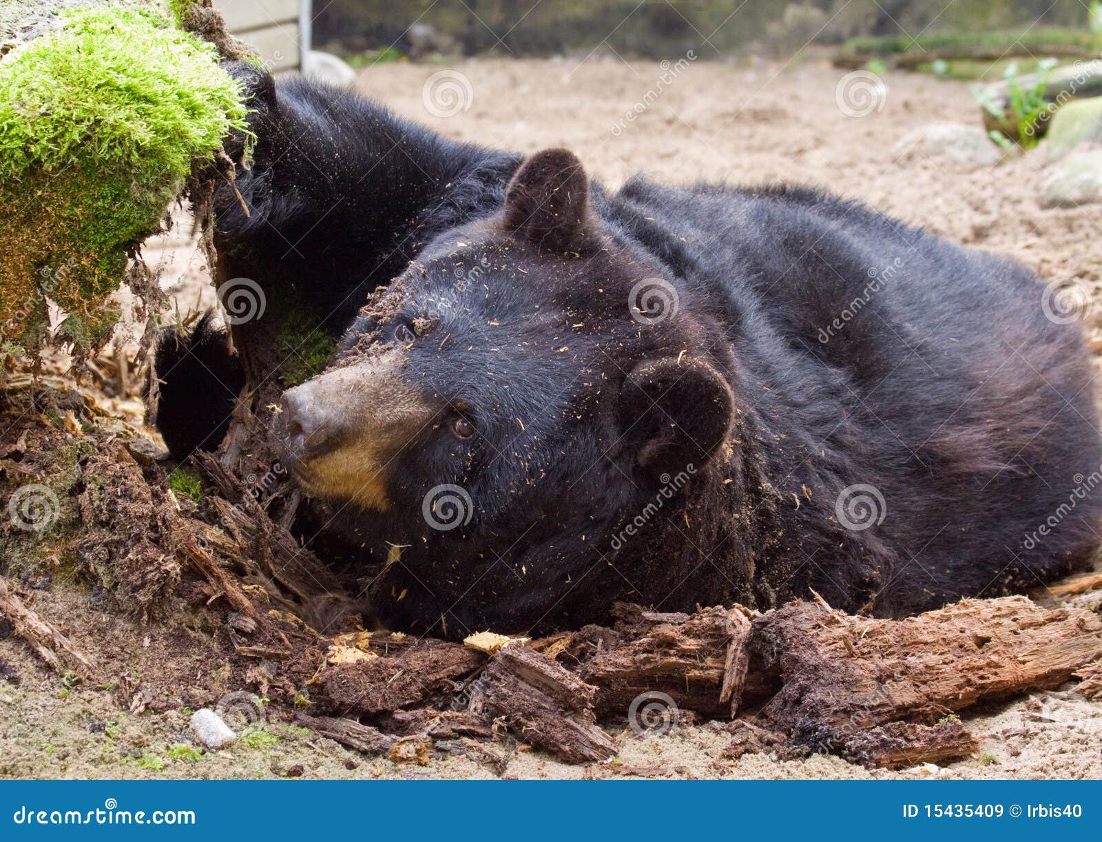 American Black Bear or Baribal Stock Image - Image of anmals, carnivore ...