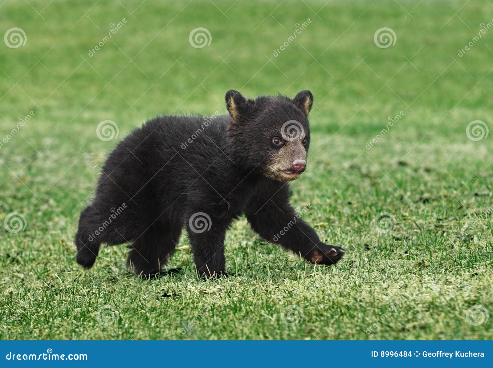 American Black Bear Cub Runs Across Grass Stock Photo - Image of fuzzy ...