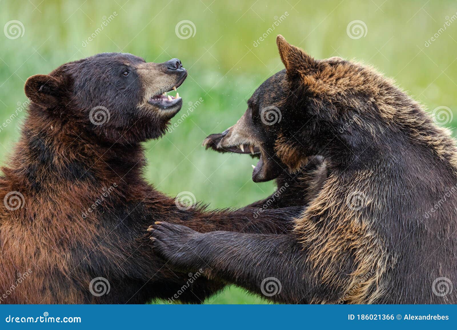 American Black Bear Fighting in the Meadow Stock Photo - Image of ...