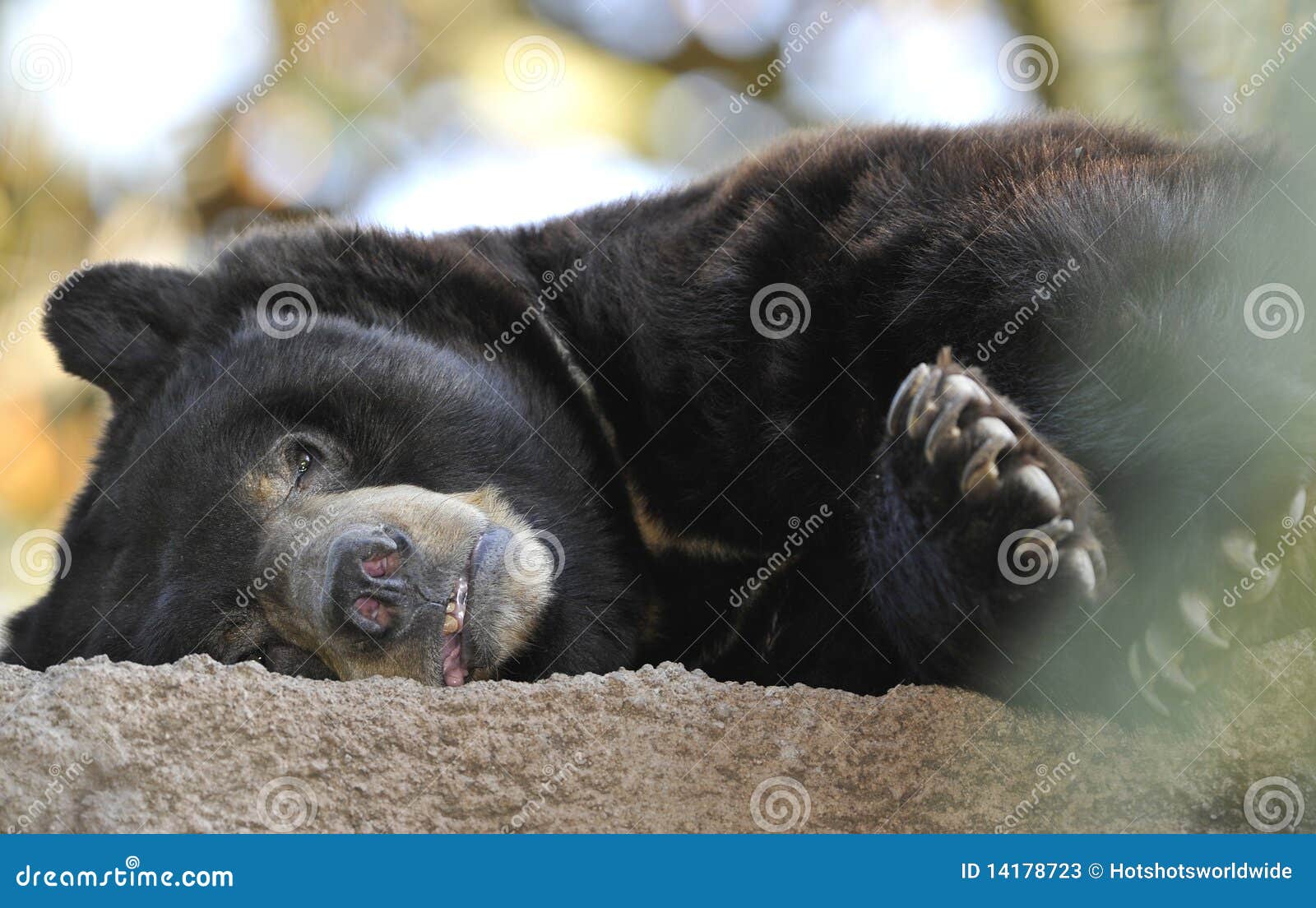 480 Bear Laying Down Stock Photos - Free & Royalty-Free Stock Photos ...