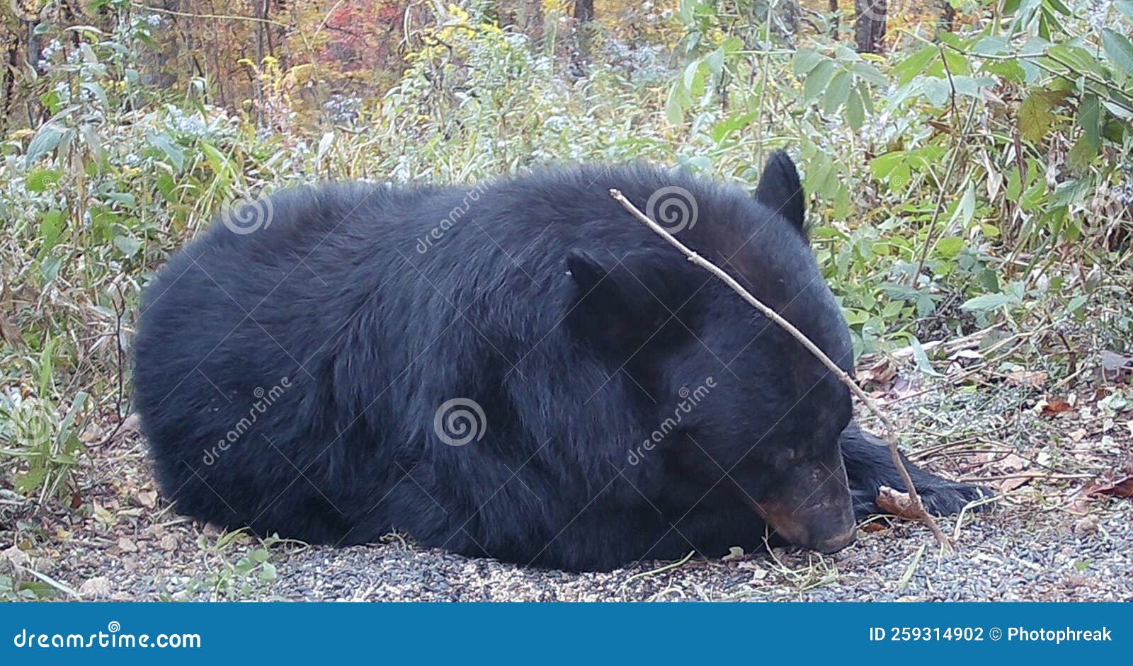 American Black Bear in the Mountains in Fall Stock Photo - Image of ...
