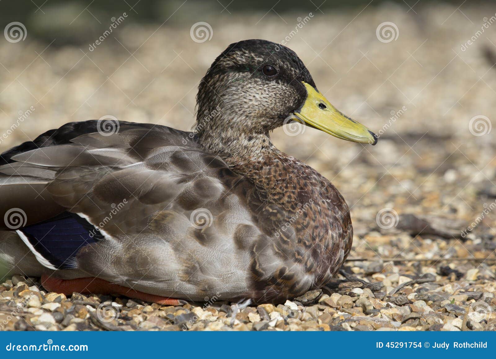 The American Black Duck (Anas Rubripes) Stock Photo - Image of rubripes ...