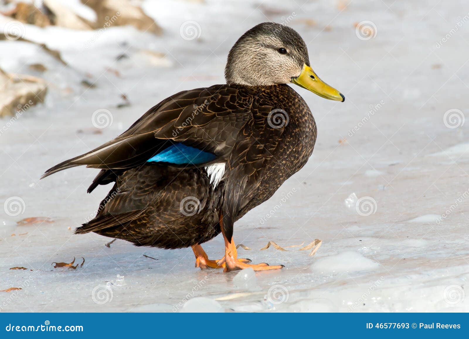American Black Duck - Anas Rubripes Stock Image - Image of toronto ...