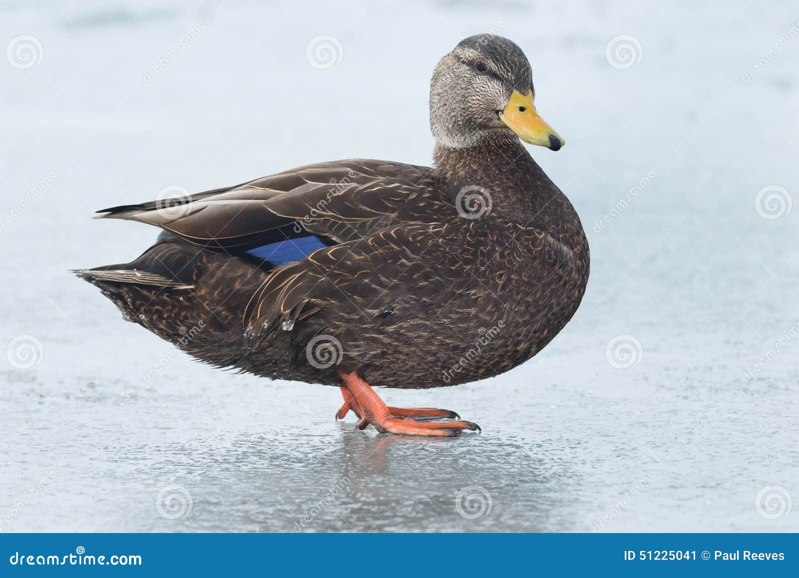American Black Duck - Anas Rubripes Stock Image - Image of wildlife ...