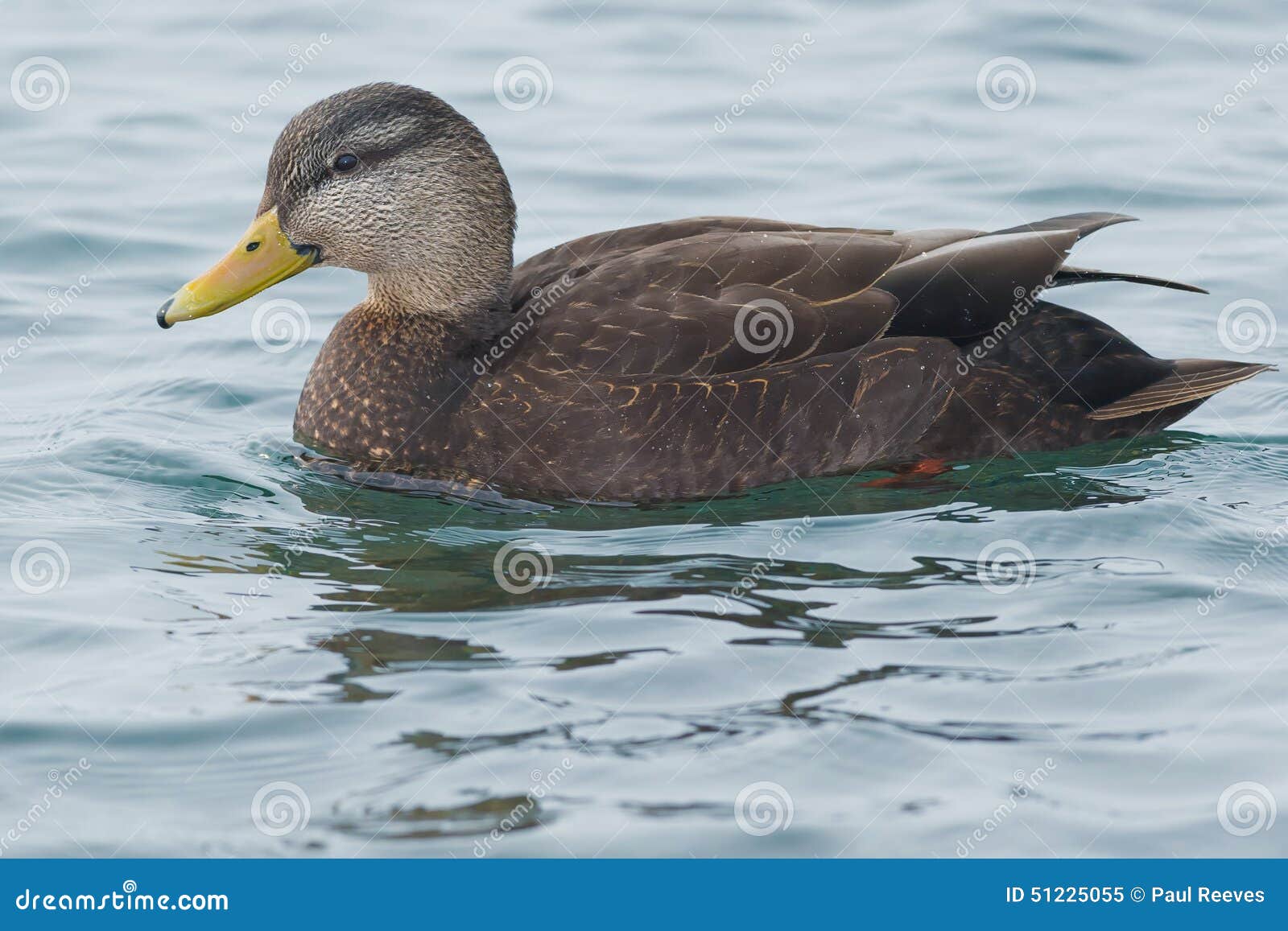 American Black Duck - Anas Rubripes Stock Image - Image of spit ...