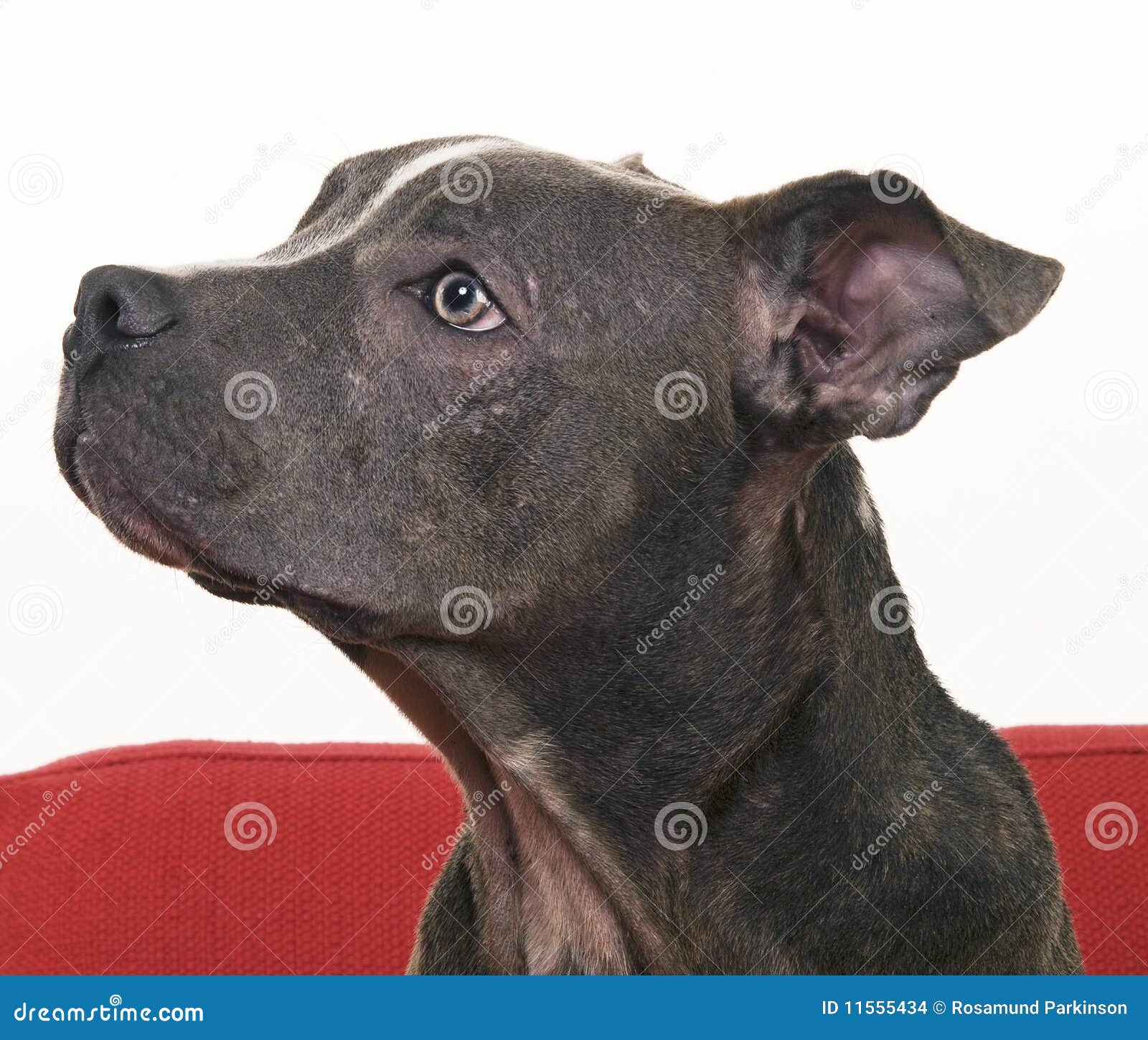 Pitbull Head Side View