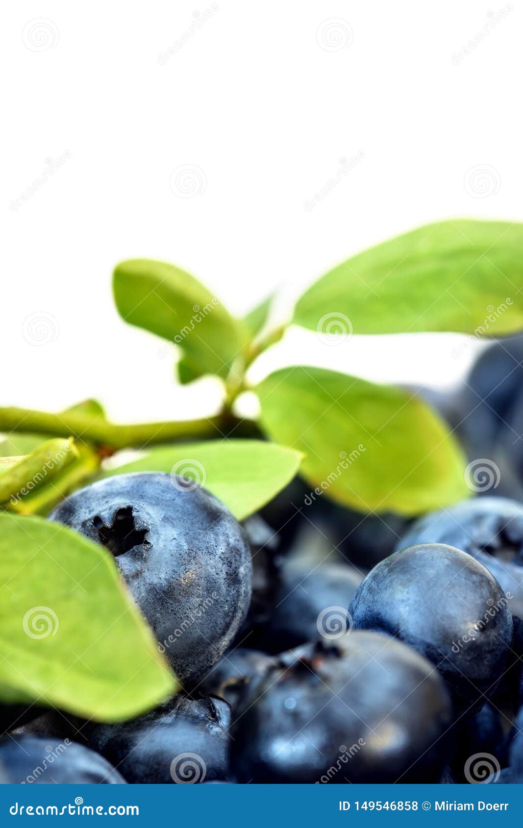 American Blueberries Or Whortleberries Isolated On White Background ...