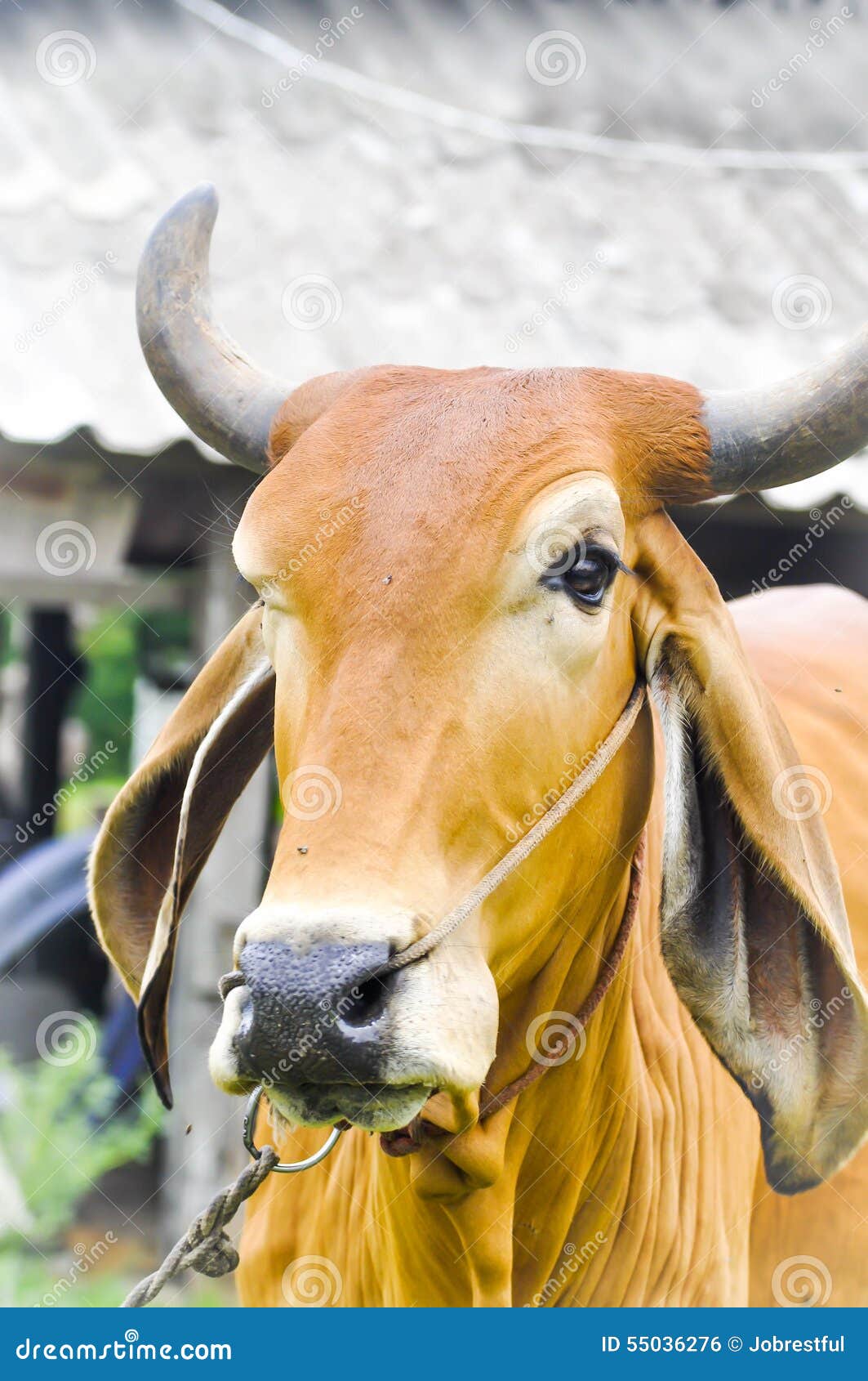 American Brahman Cow stock photo. Image of gujarat, brahman - 55036276
