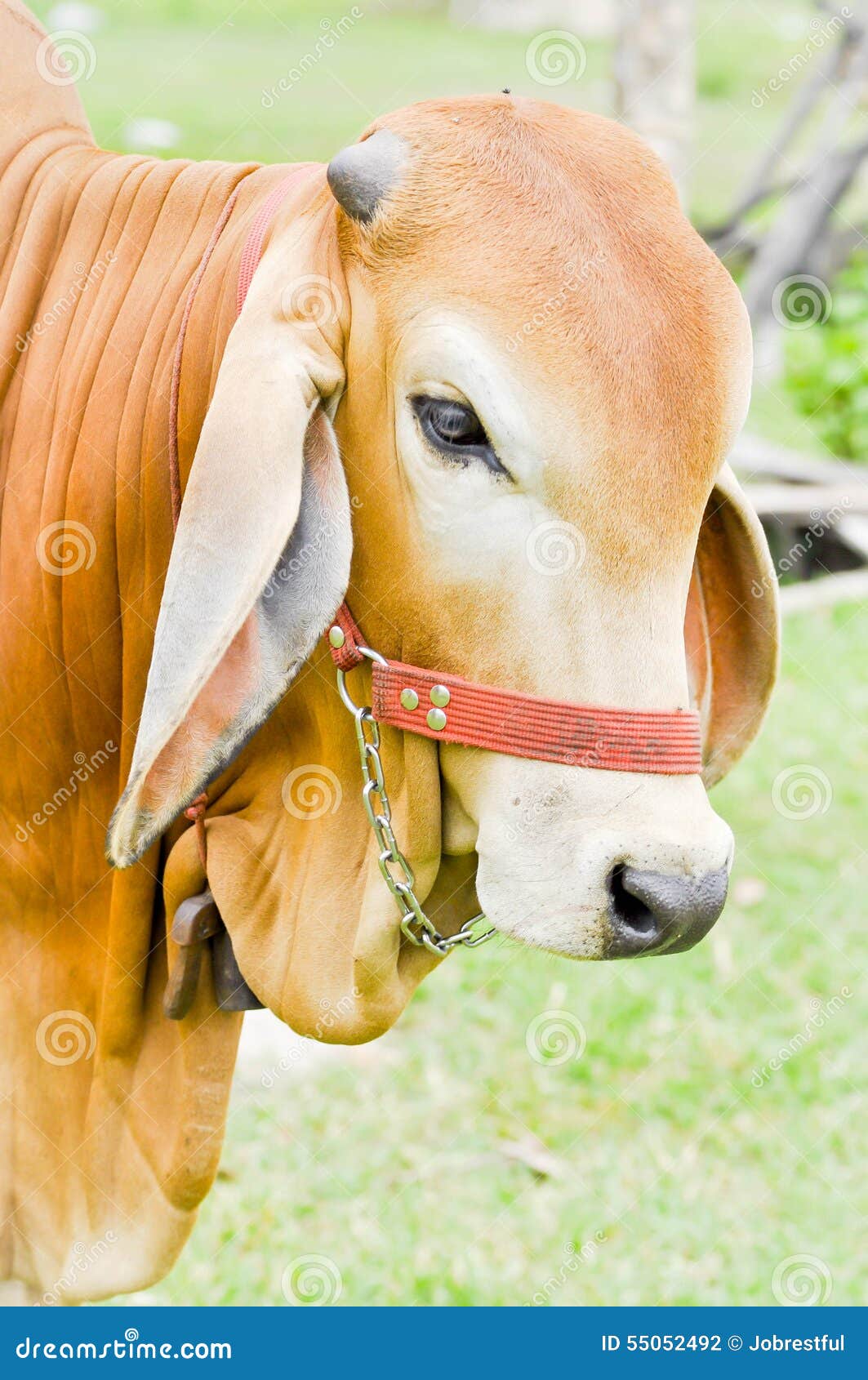 American Brahman Cow stock photo. Image of american, hump - 55052492
